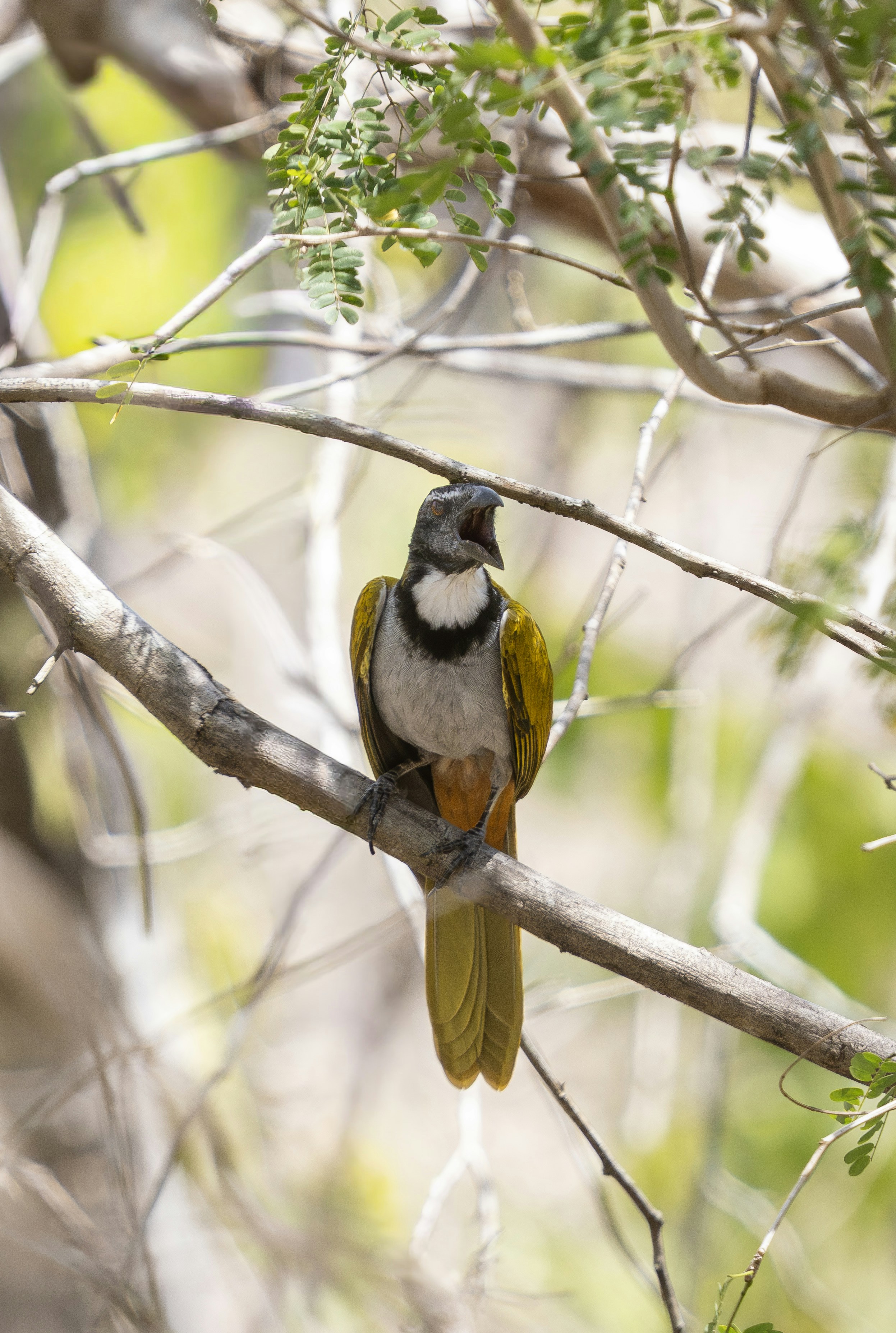 Golden Crowned Warbler Perched Amid Branches