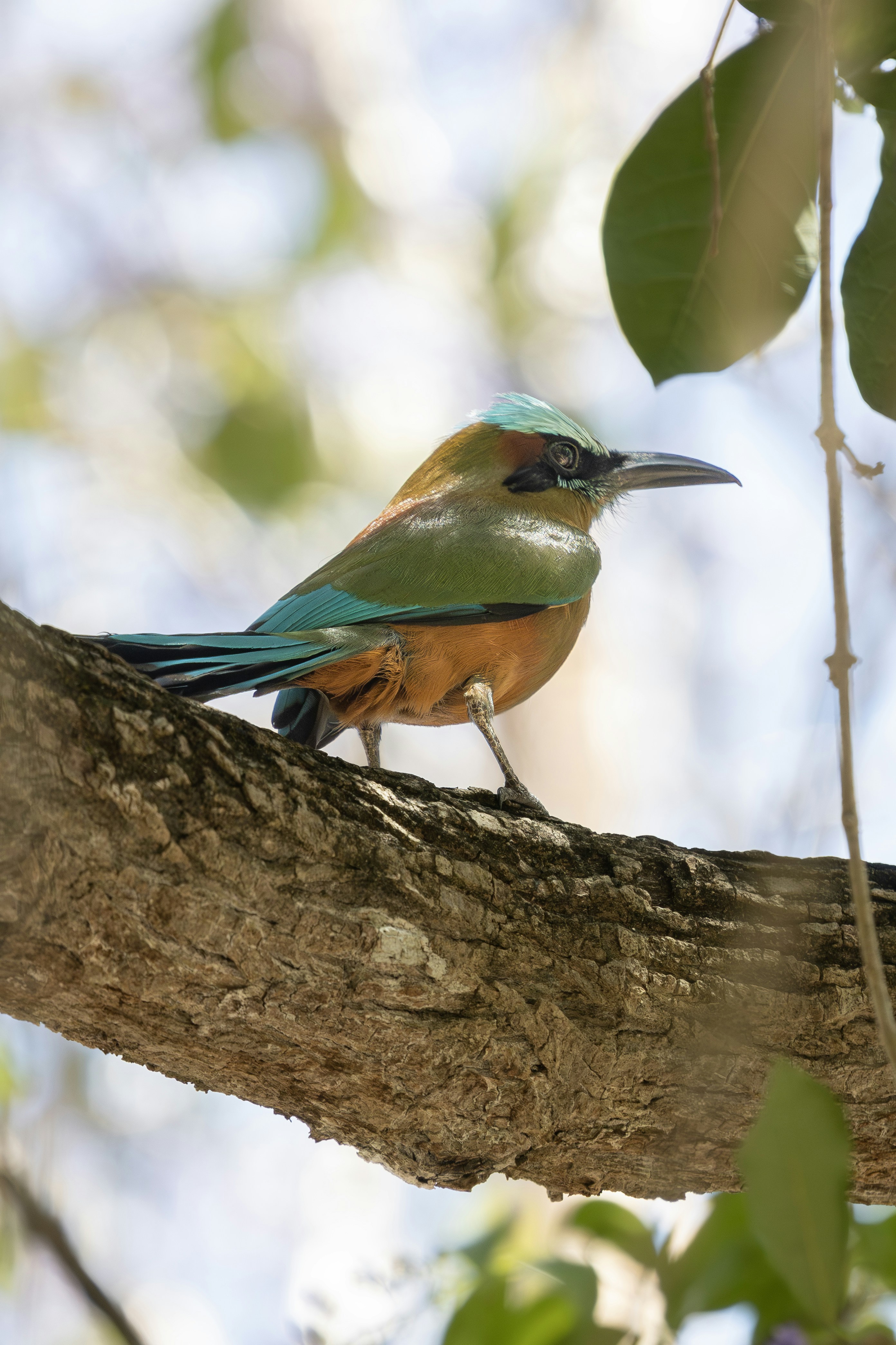 Azure Crown on a Branch: A European Bee-eater in Sunlit Quiet