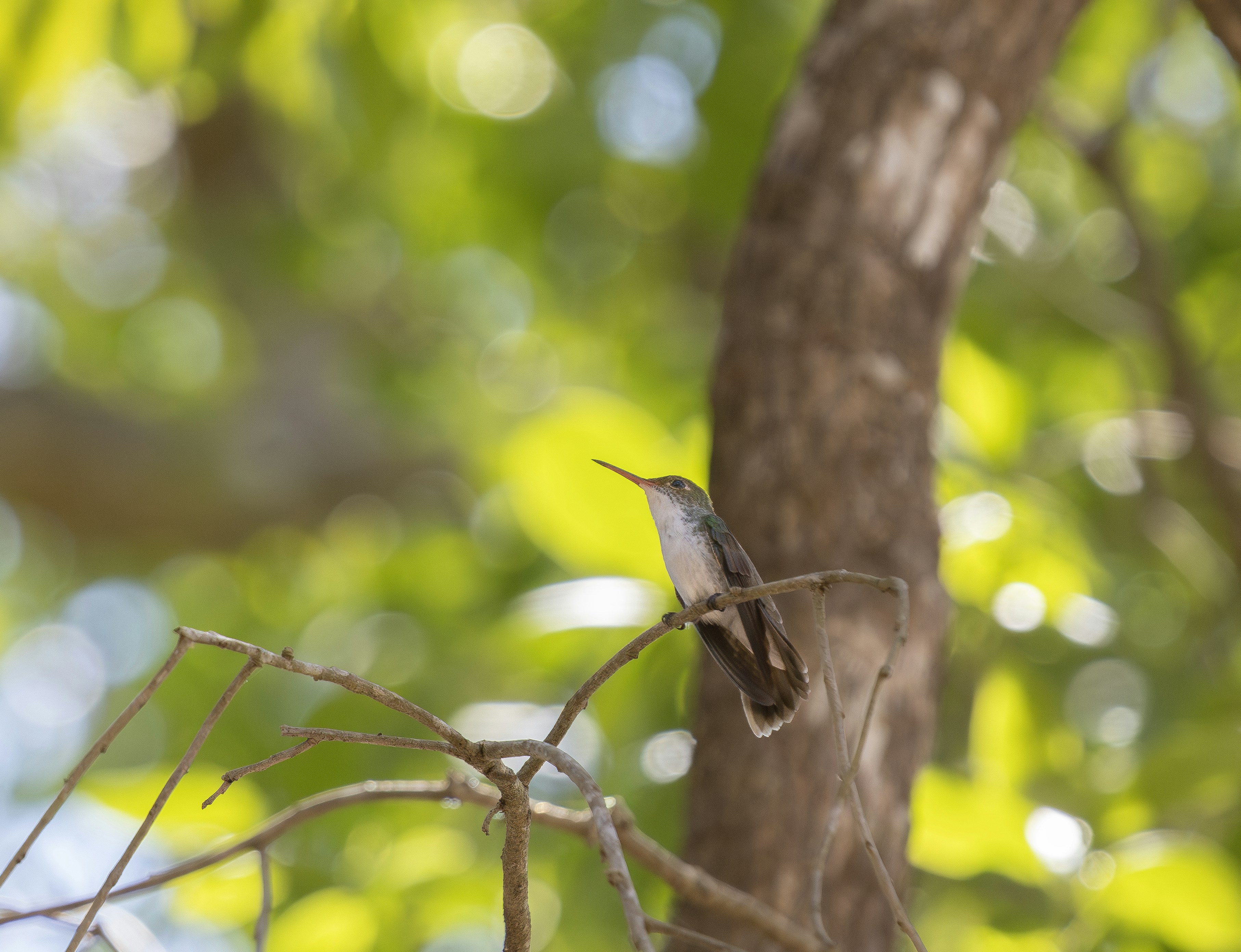 Tiny Thrush on a Branch: A Moment in Dappled Light