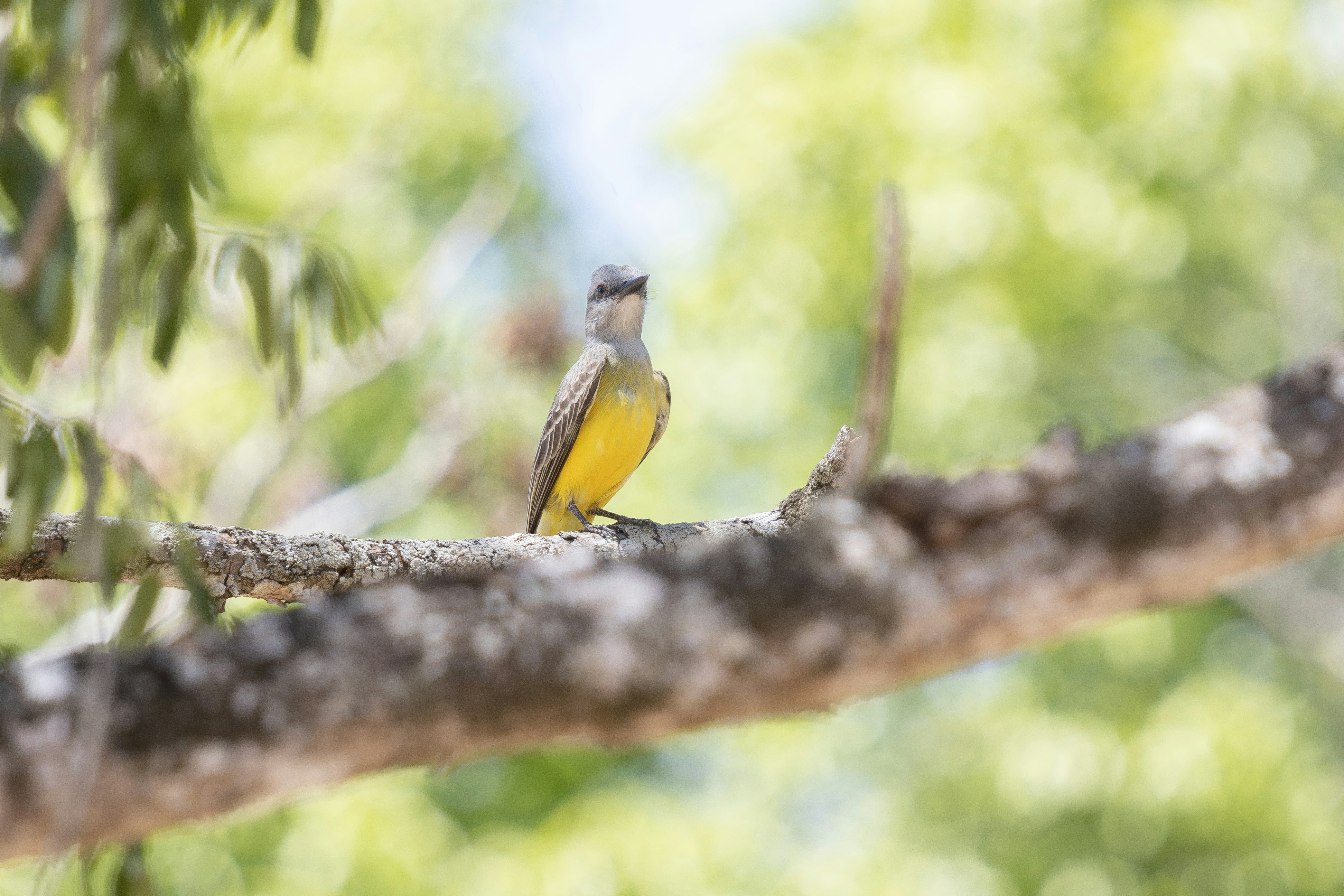 Small Songbird on a Sunlit Branch