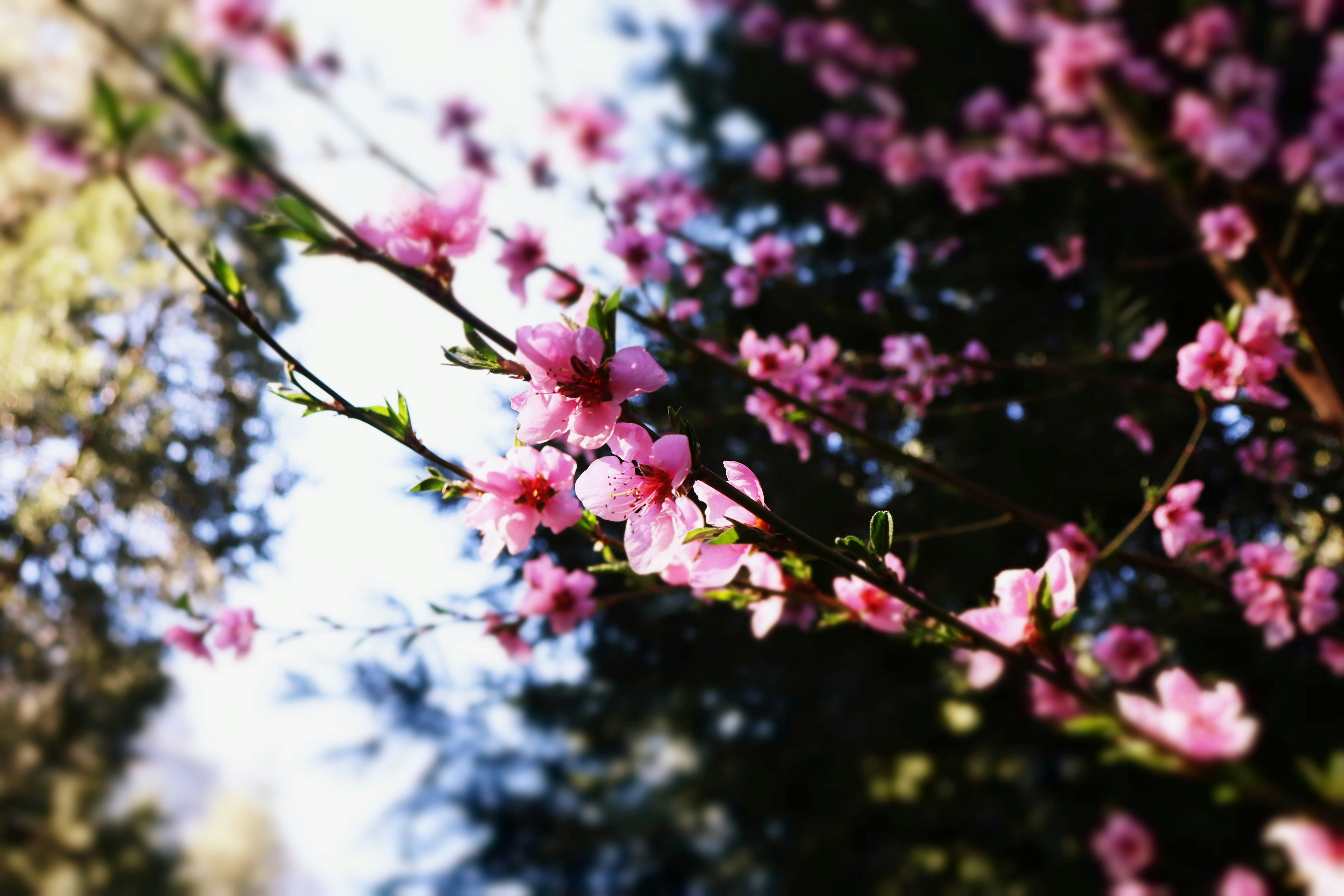 Blossom Row in Soft Focus Spring Light