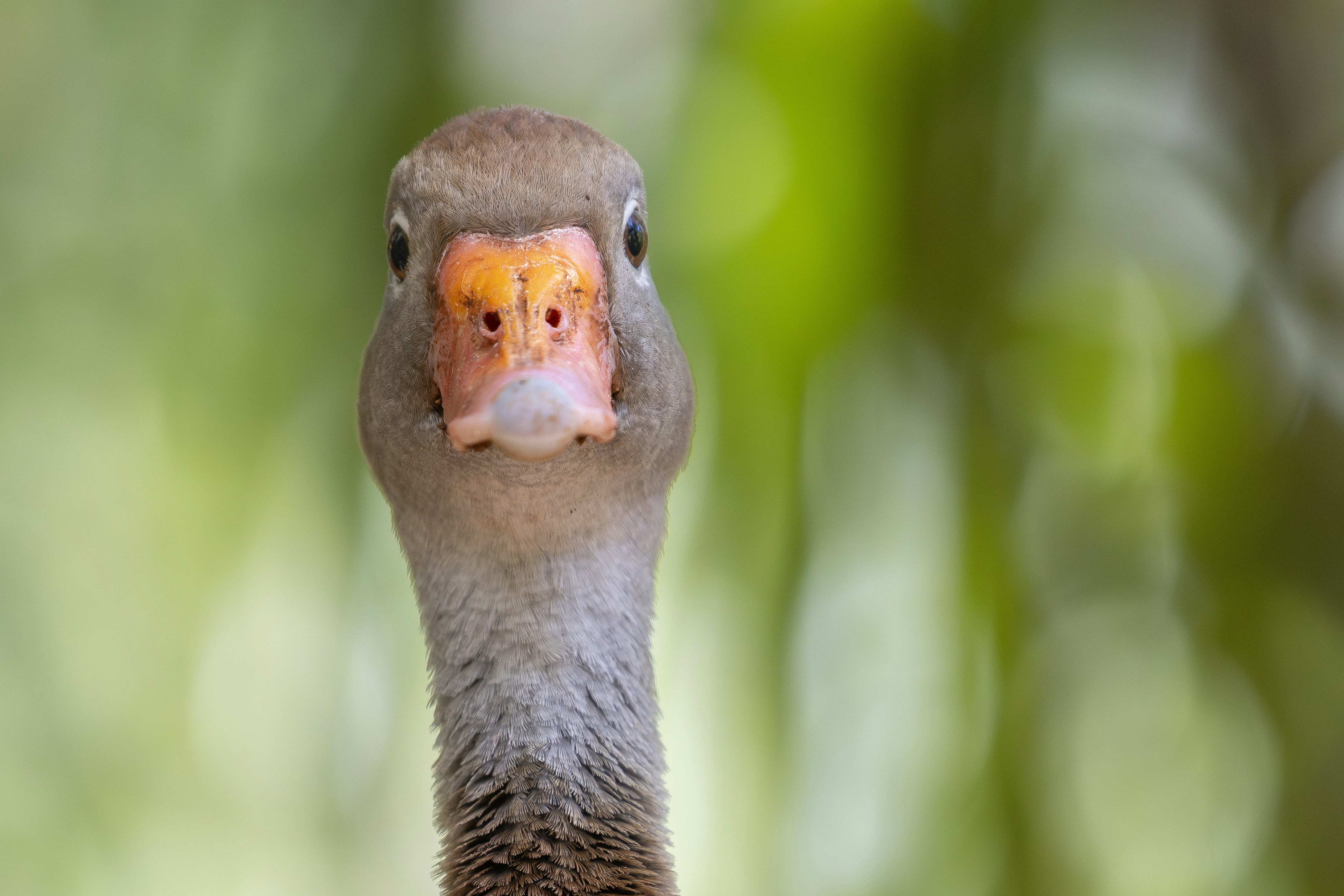 Curious Gaze: A Duck's Intimate Portrait in Soft Focus