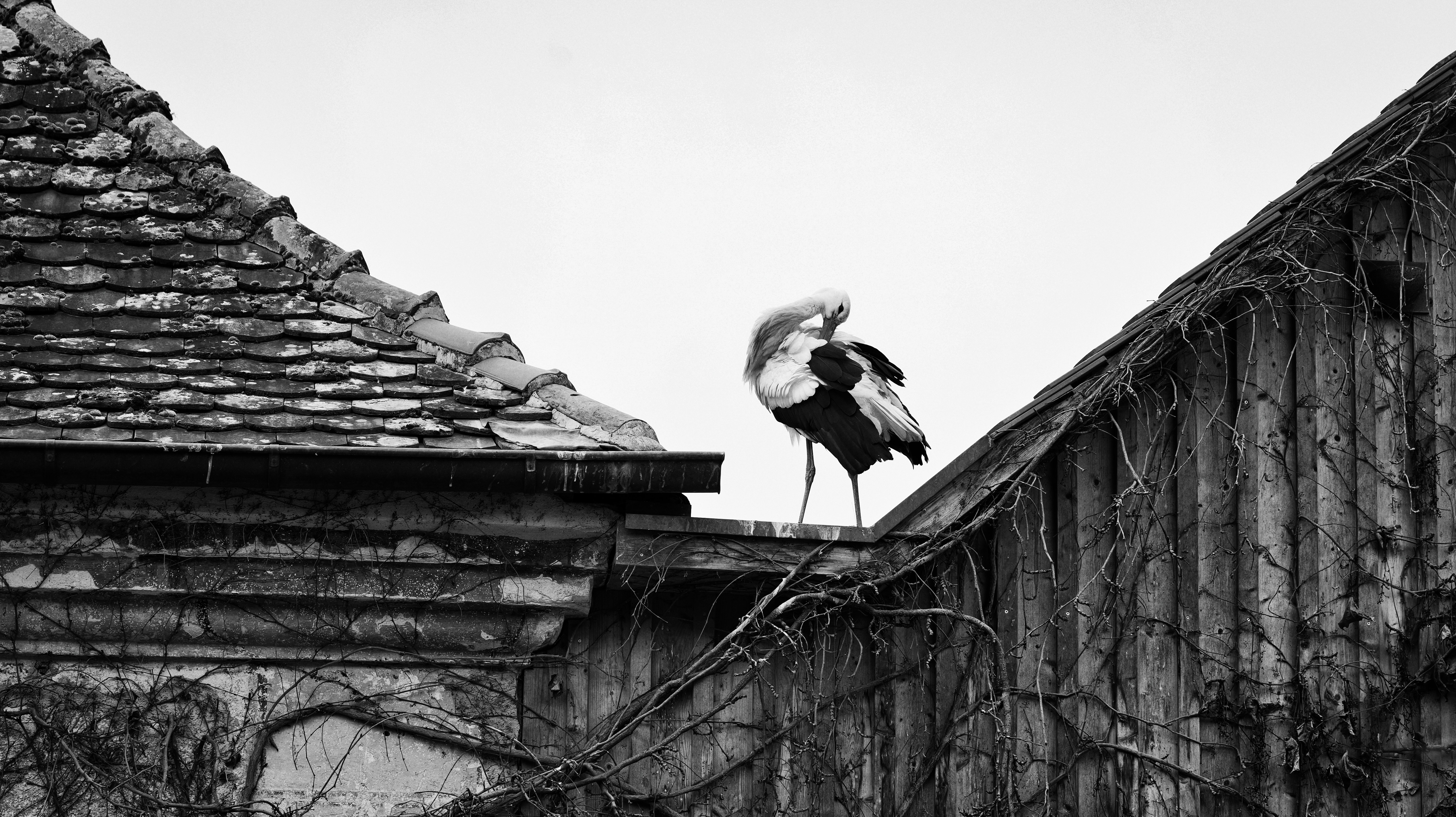 Raven on the Roof: A Quiet Black-and-White Moment