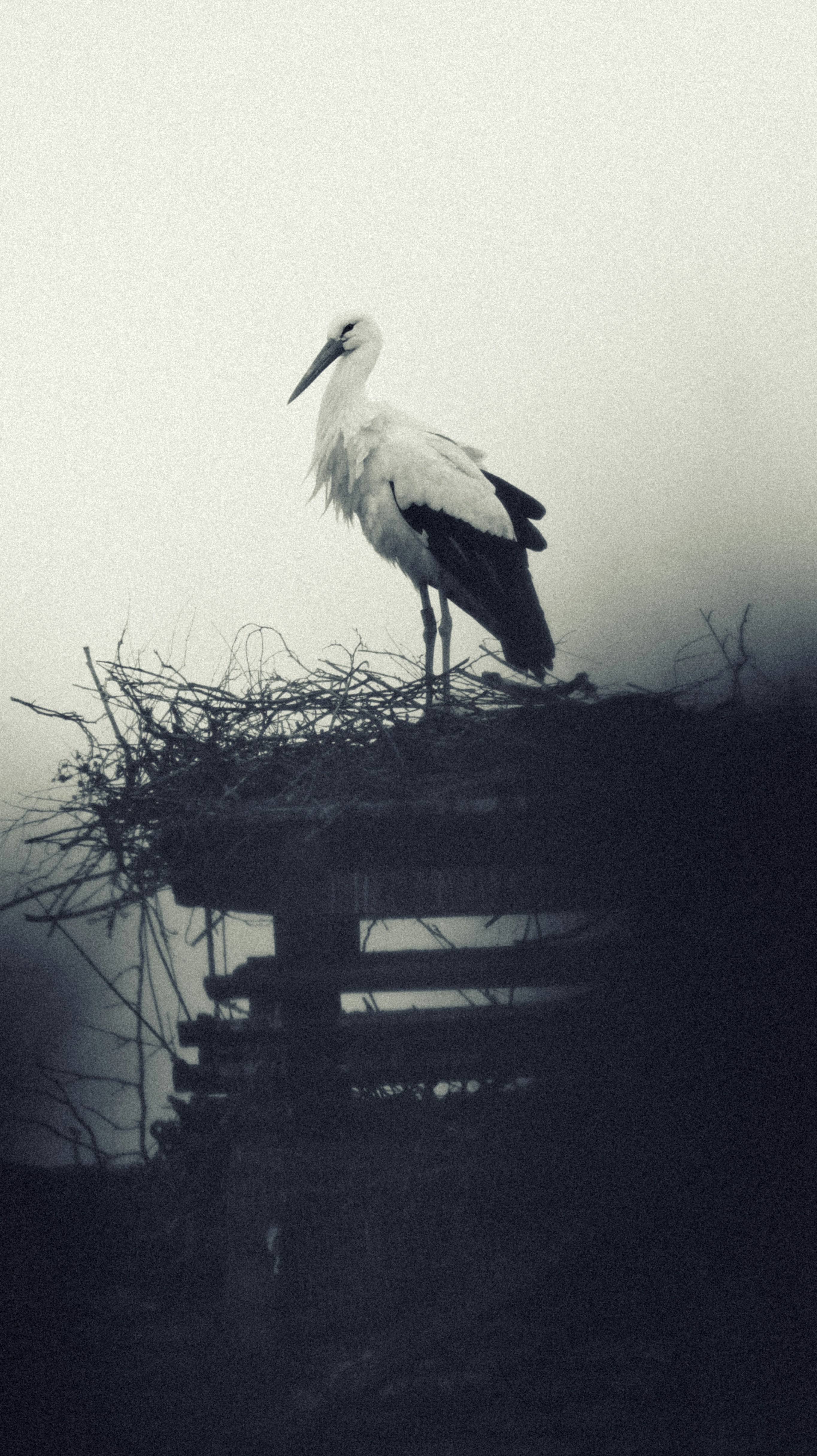Stilted Sentinel: A lone egret on a misted platform