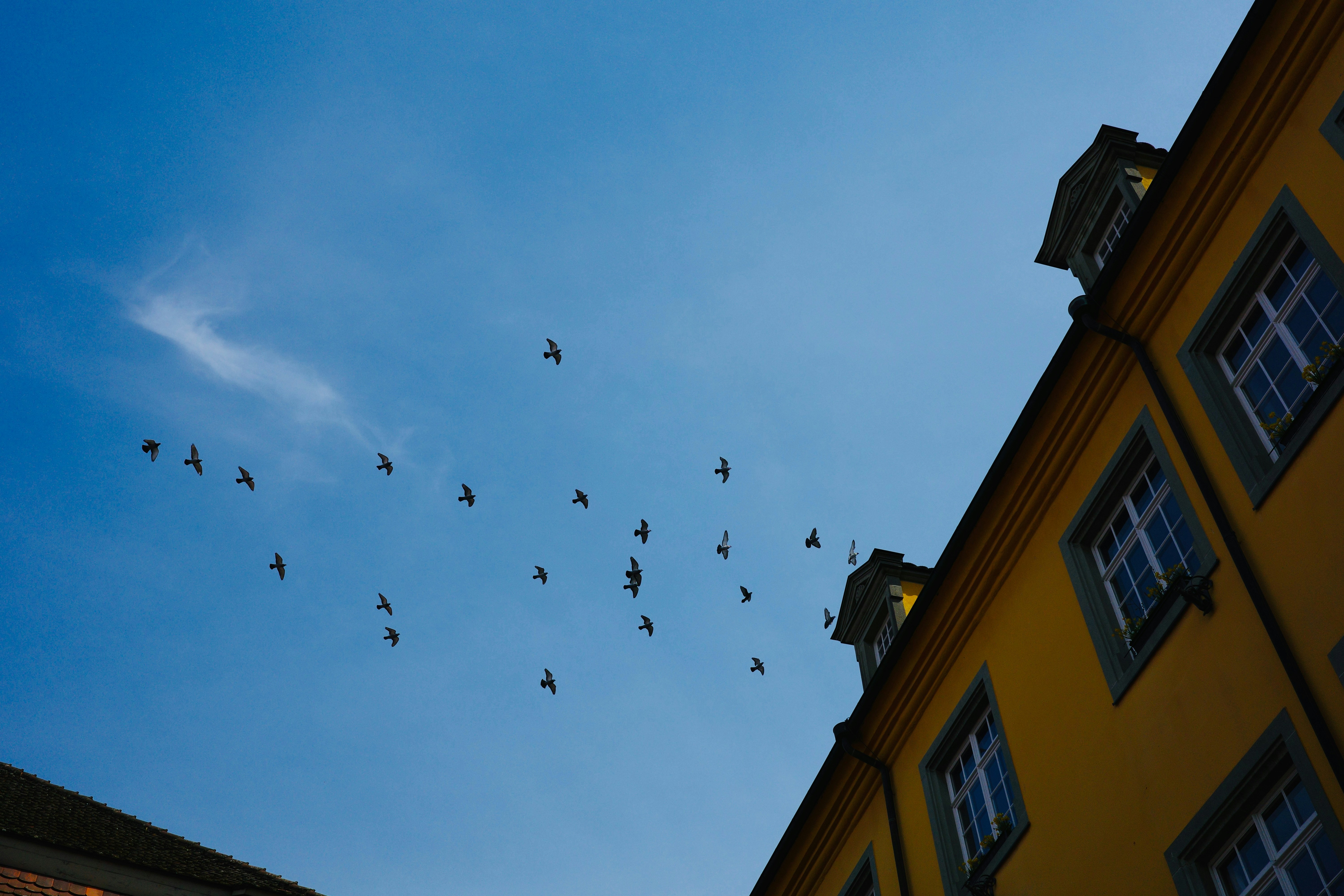 V-formation of sparrows over a sunlit yellow building