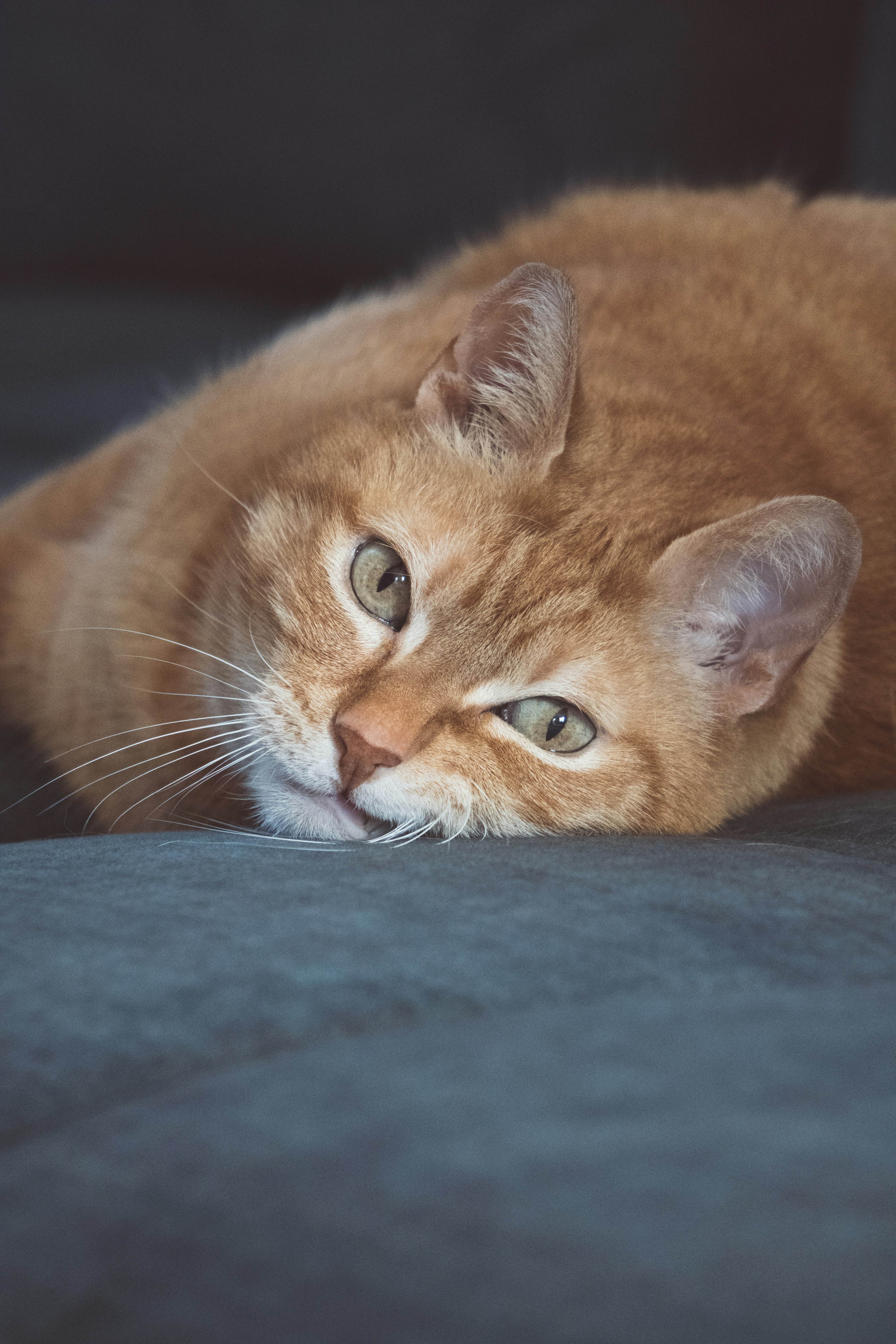 Soft Slumber: A Ginger Cat Drifting on Velvet Blues