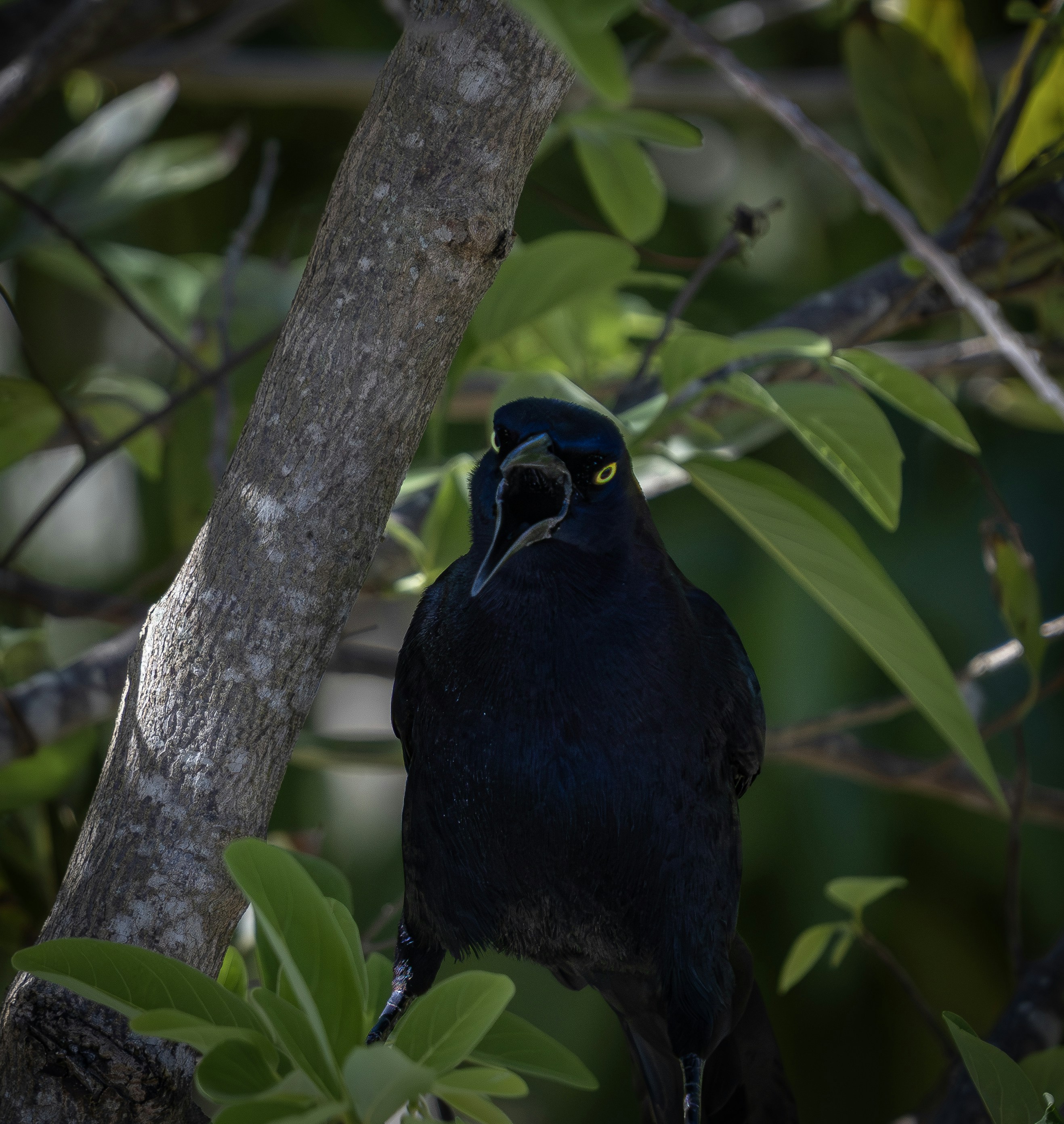 Midday Crown: A Velvet-Black Bird Guards the Branch