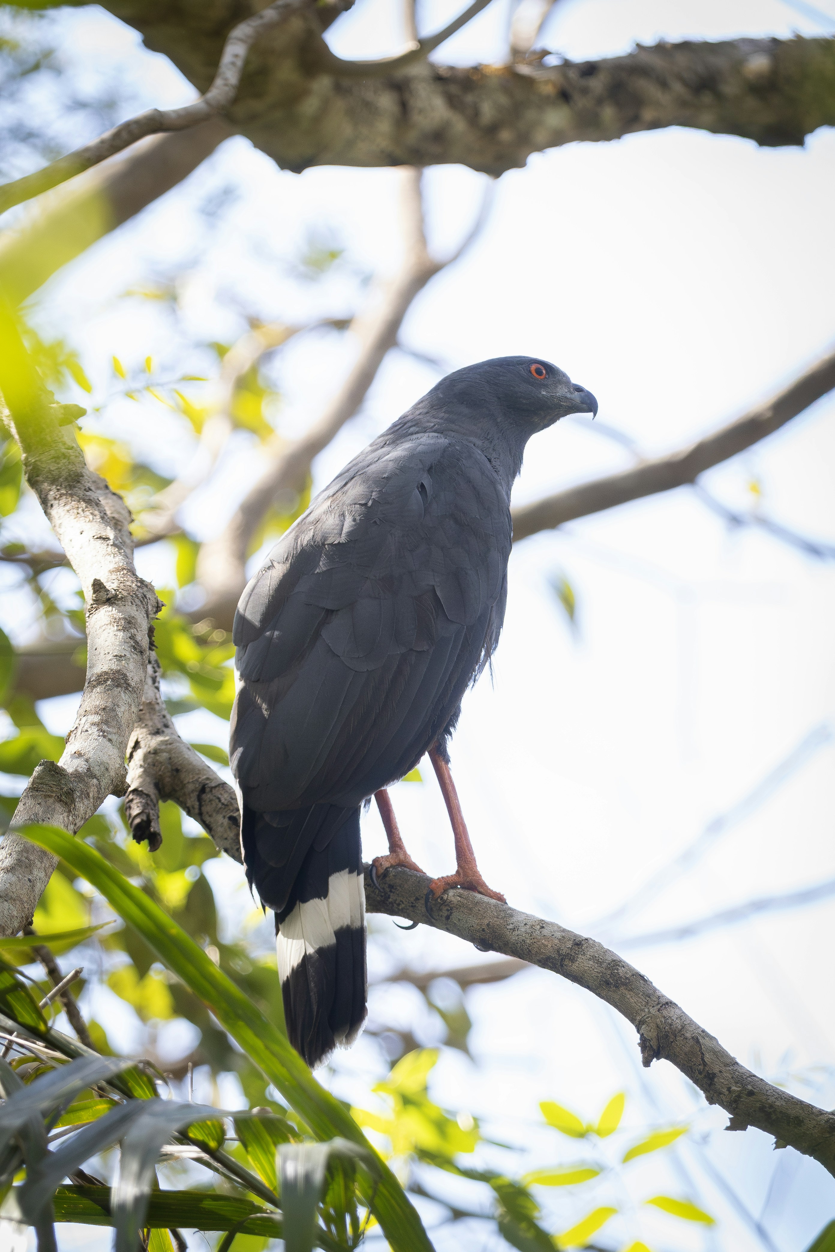 Red-eyed Black Dove perches bravely on sunlit branch