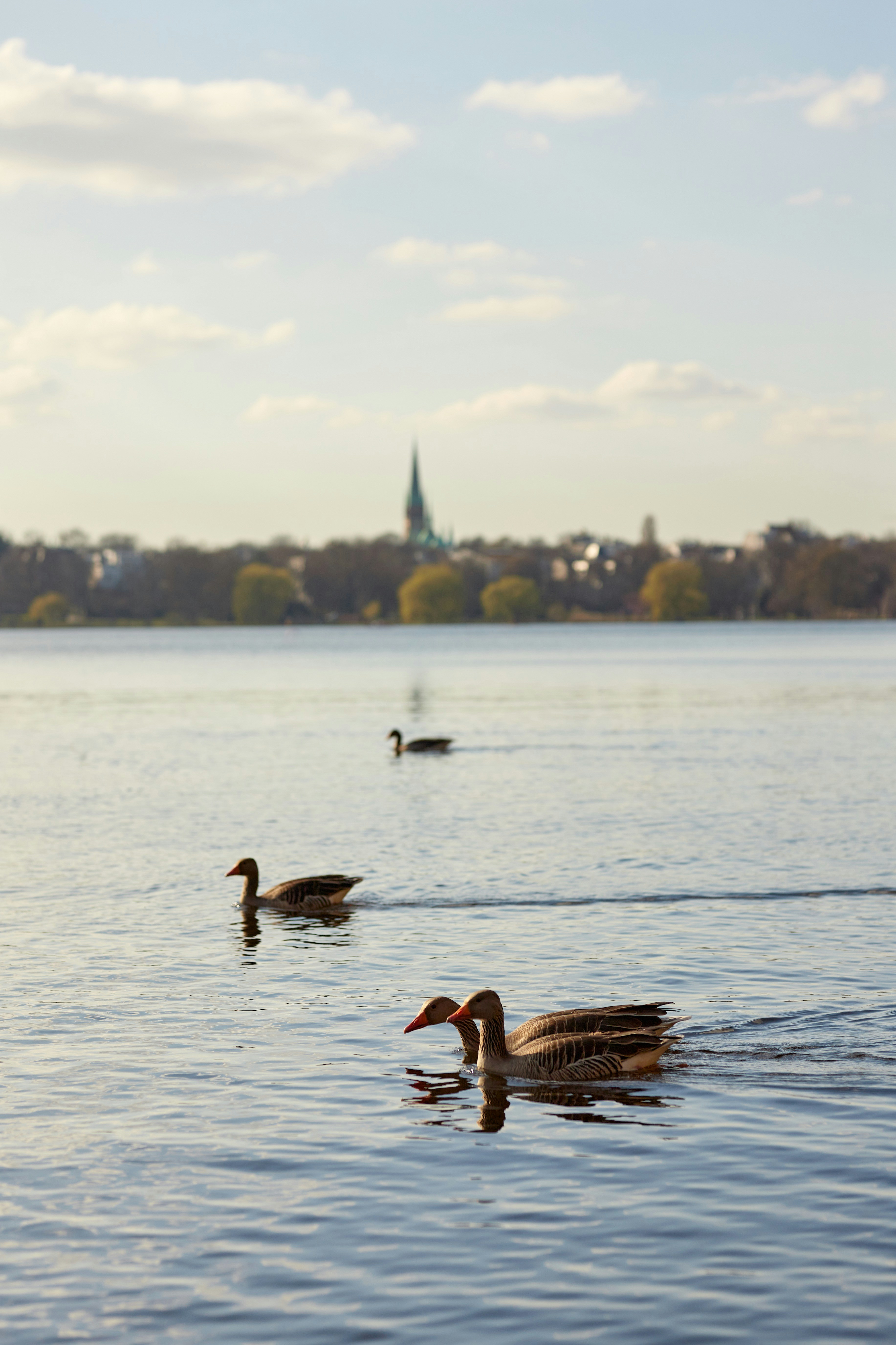 Loons at Dawn: Quiet Lake with a Distant Town Silhouette