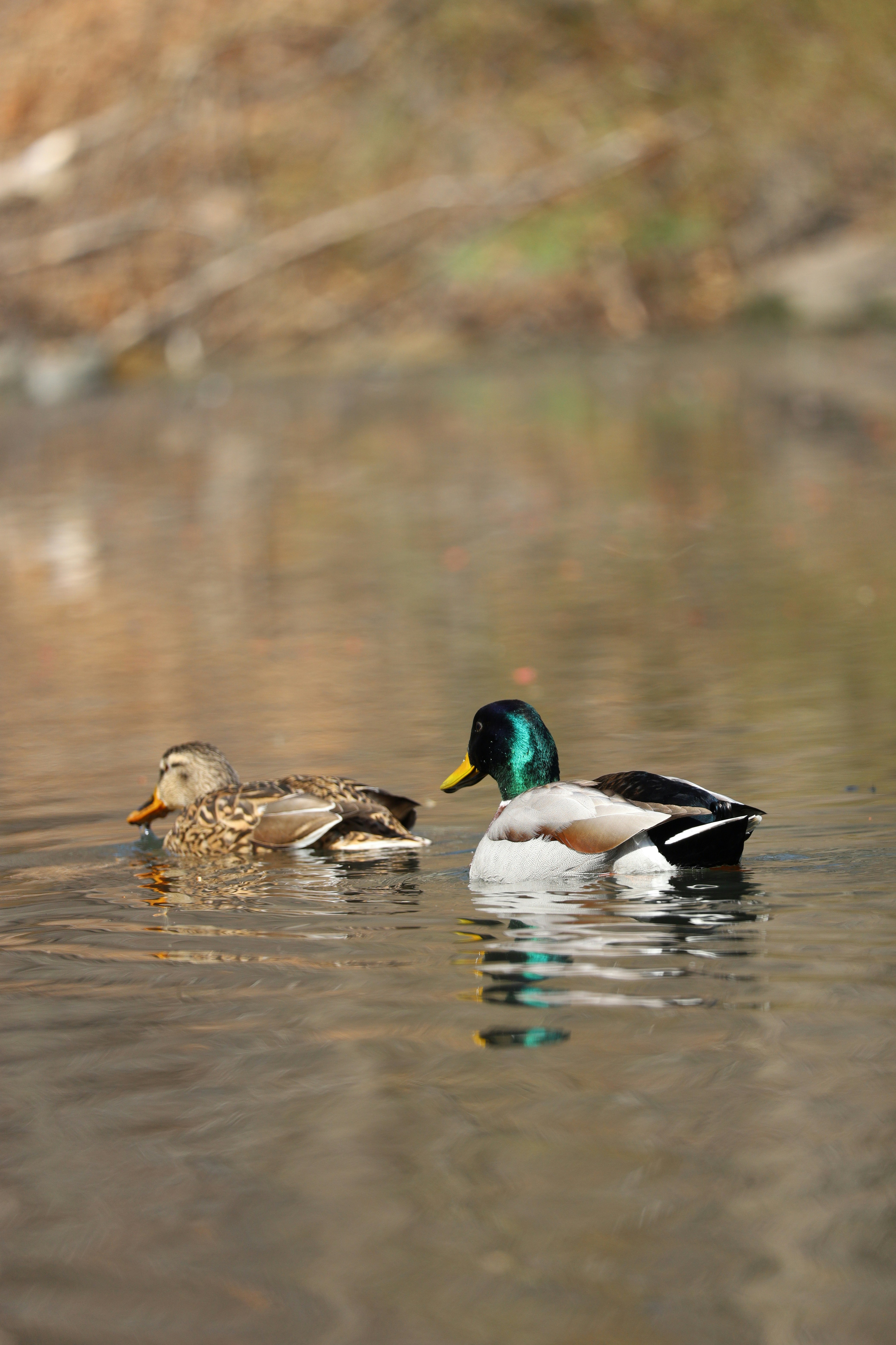 Emerald-Headed Merganser and Companion Glide Across Dusk-Toned Waters