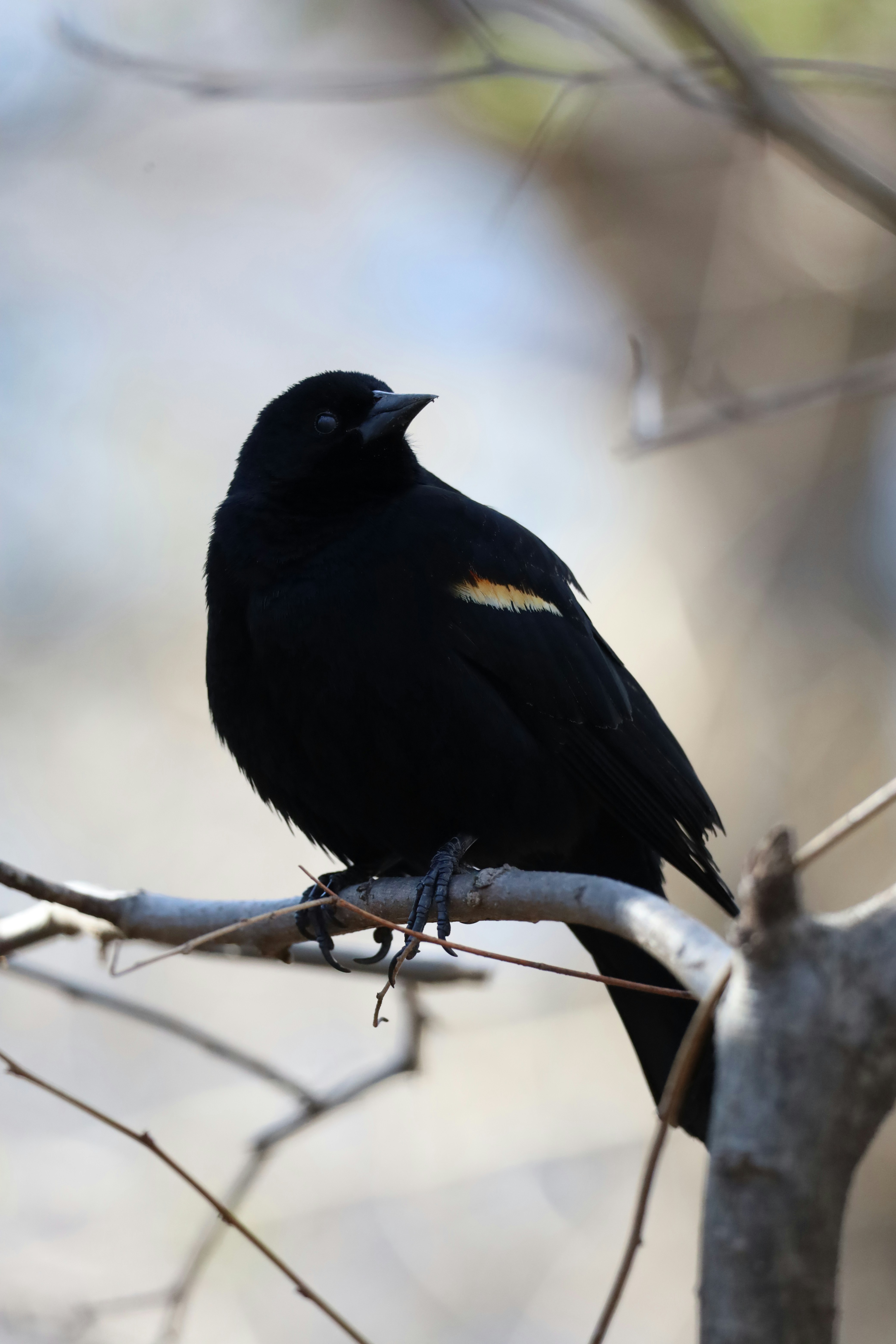 Black-Feathered Perch: A lone finch on a sunlit branch