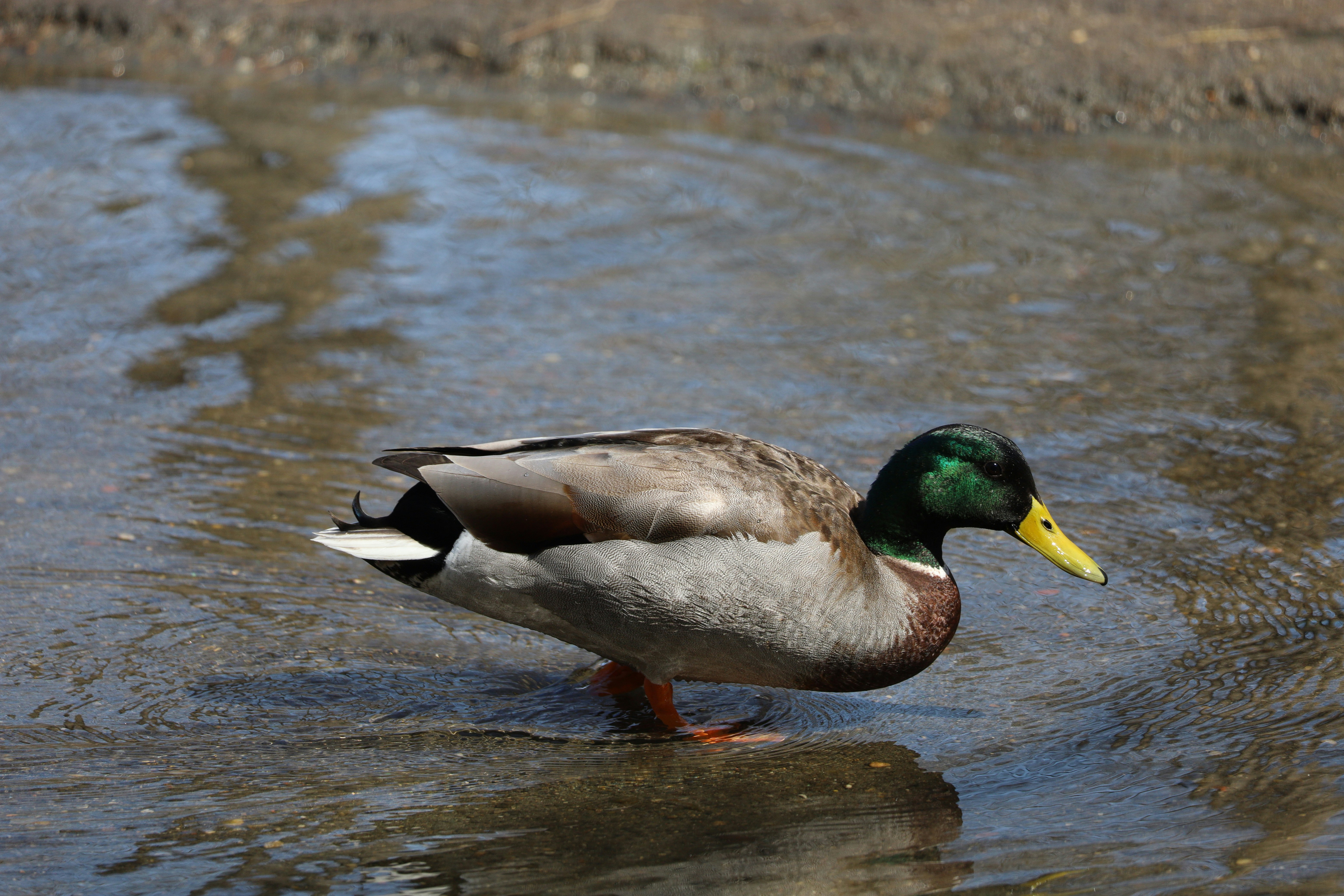 Emerald-Headed Mallard Gliding Across a Shimmering River