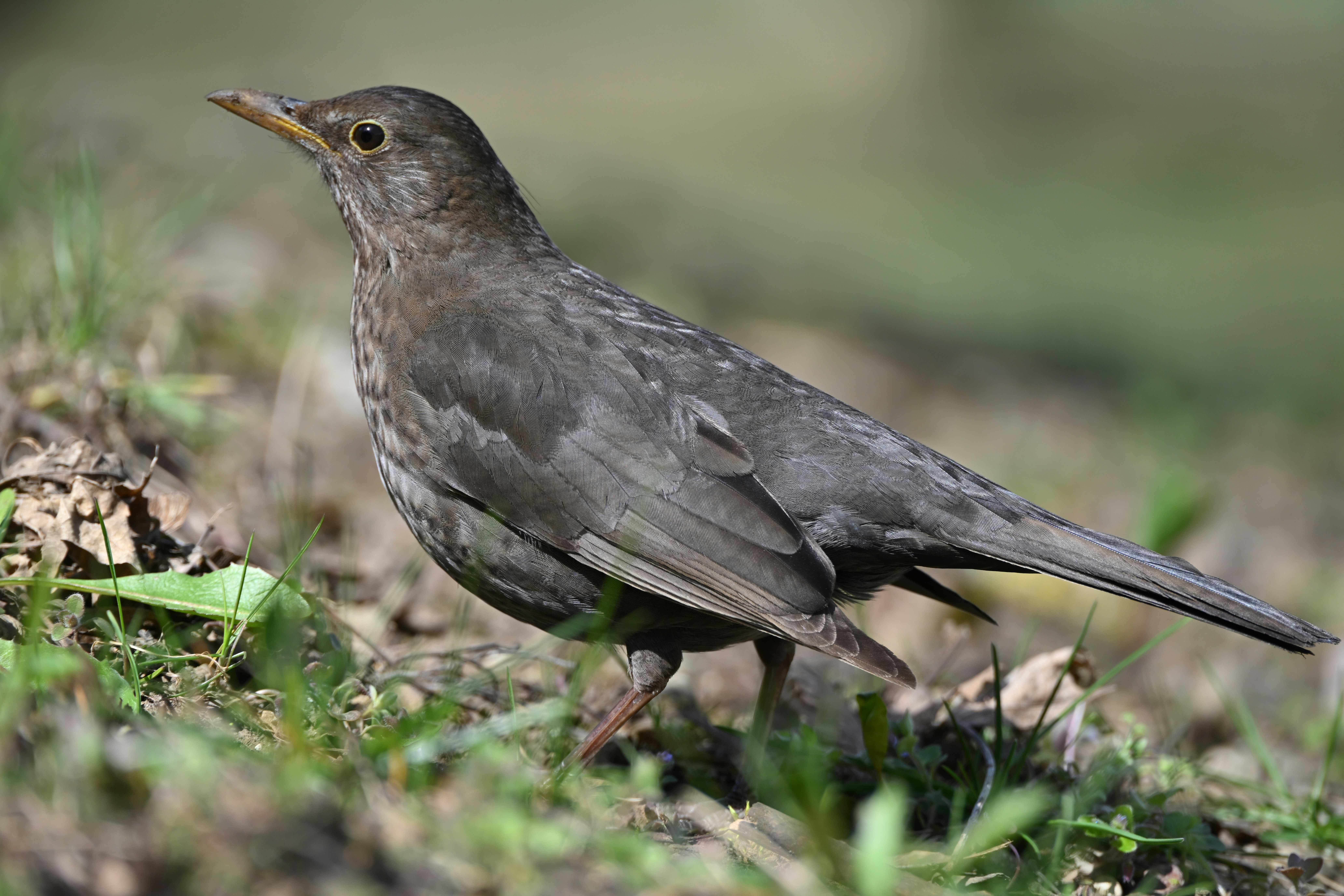 Muted Gray Thrush on Ground Beneath Quiet Spring Light