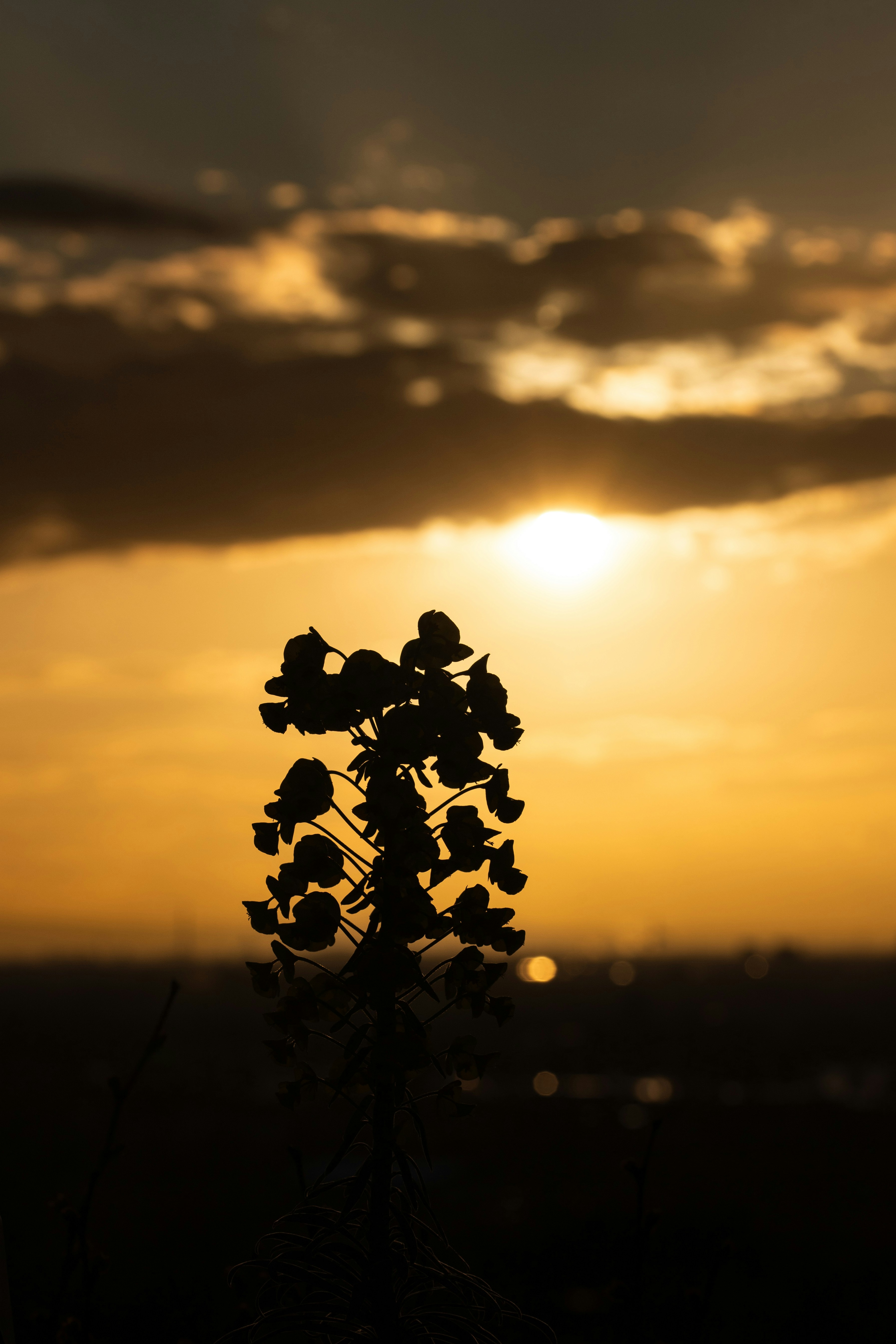 Silhouette Against the Sun: A solitary bloom Reaches Skyward