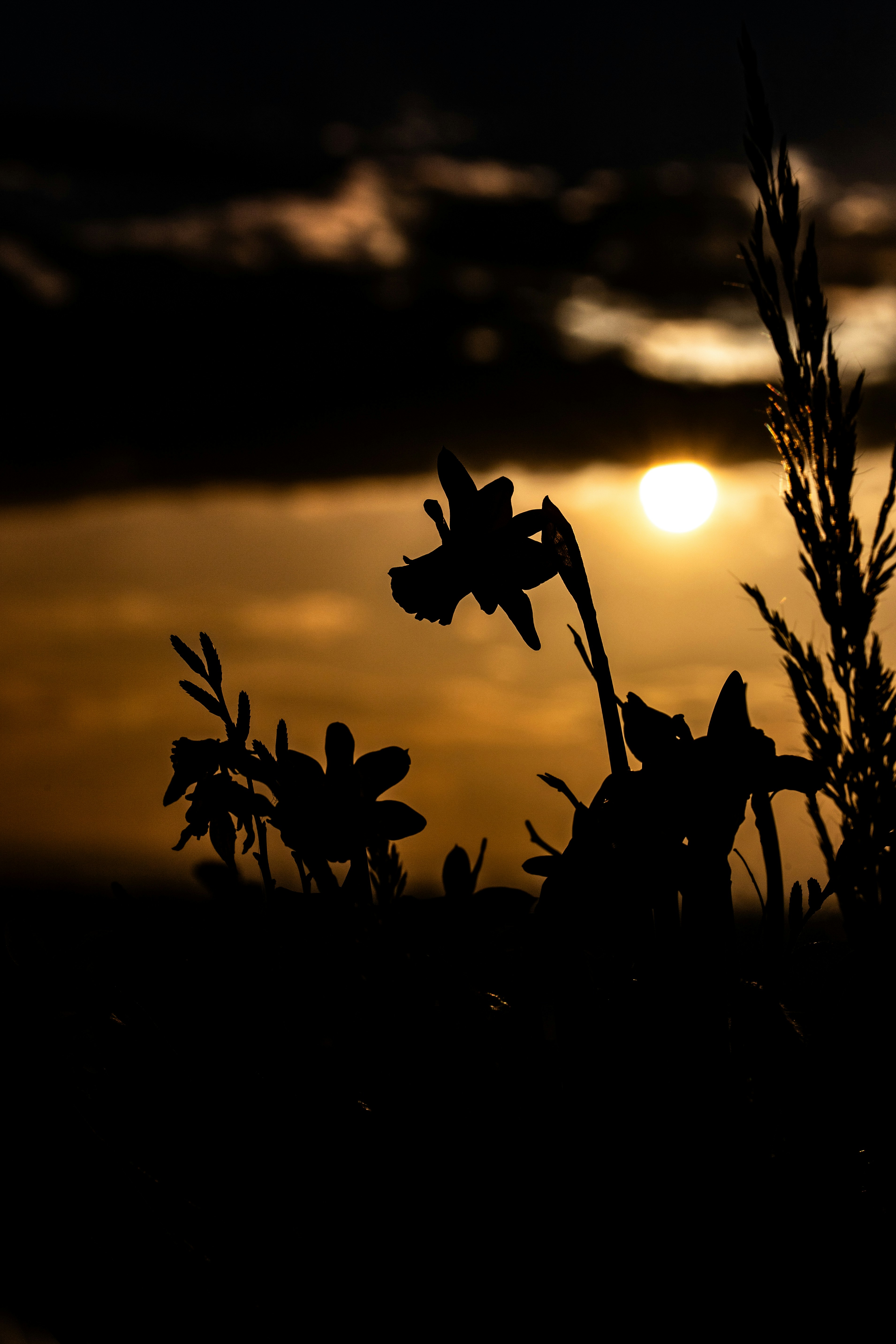 Silhouetted flowers against a golden sunset with a bright orb near the horizon, creating a dramatic contrast and soft backlit mood. A minimal scene featuring tall stems and distant clouds, captured as a still-life-like landscape.