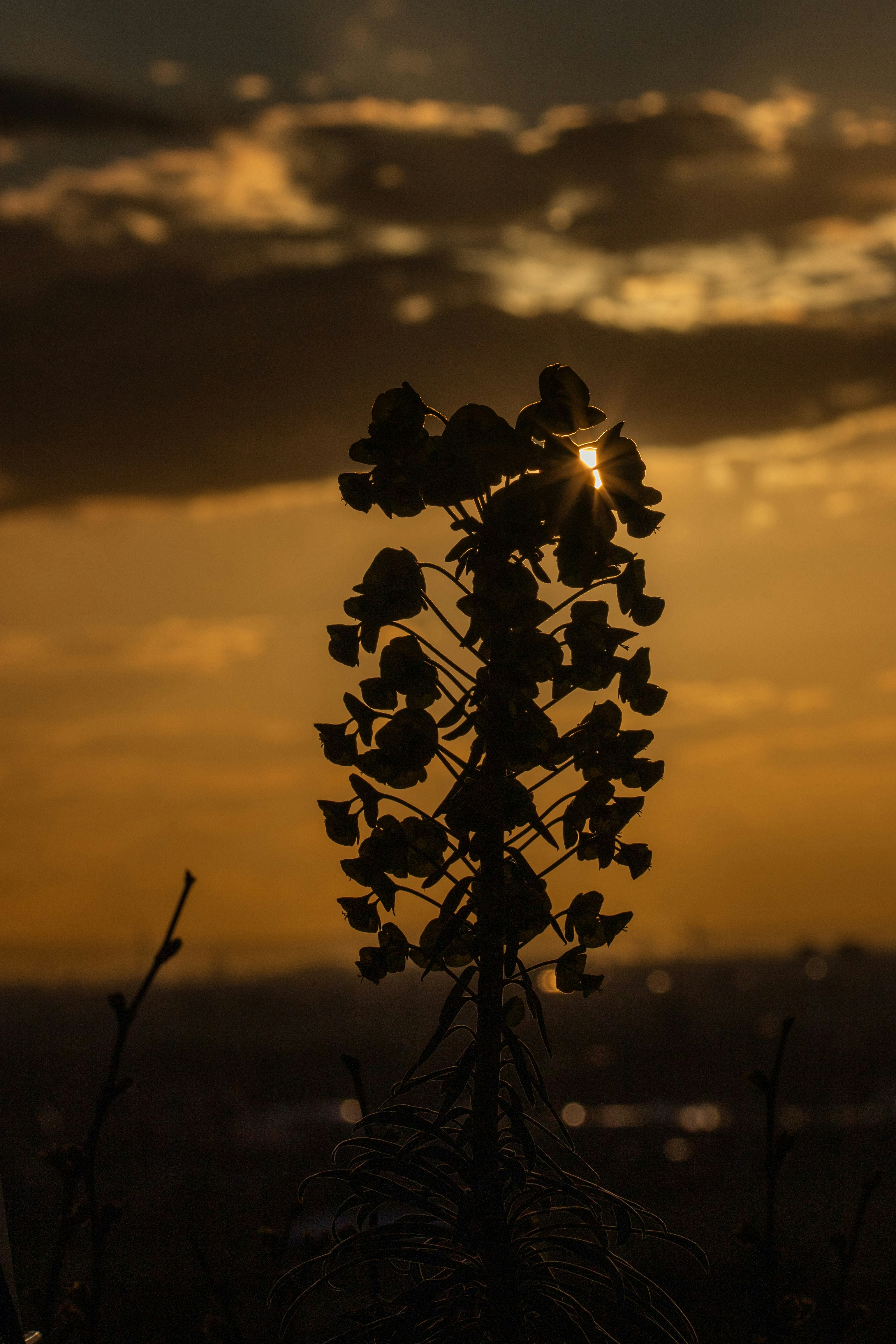 Sunset Silhouette: A Tall Wildflower Stands Quiet as Day Drops