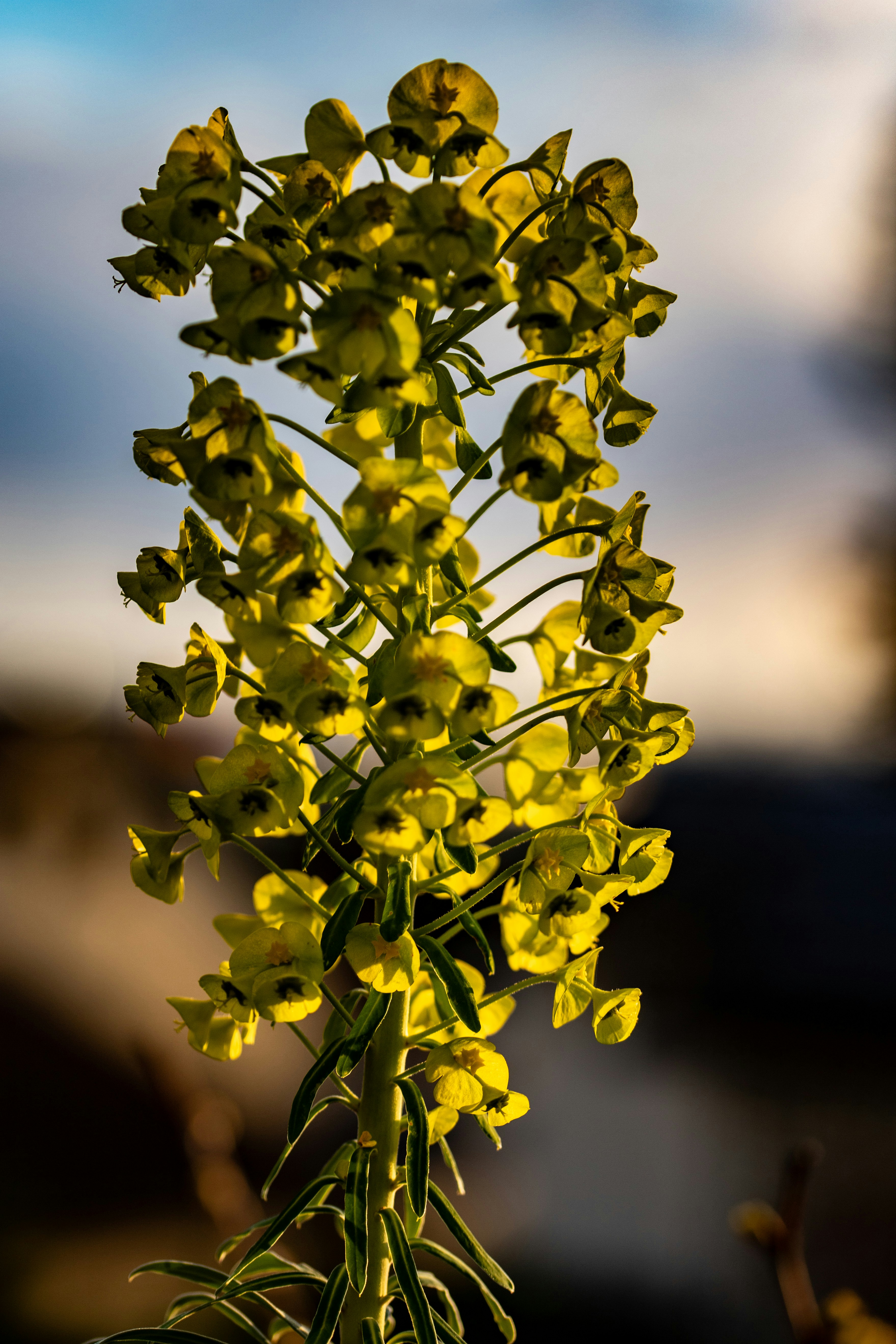 Sunlit Spire: a vertical bloom bathed in golden backlight