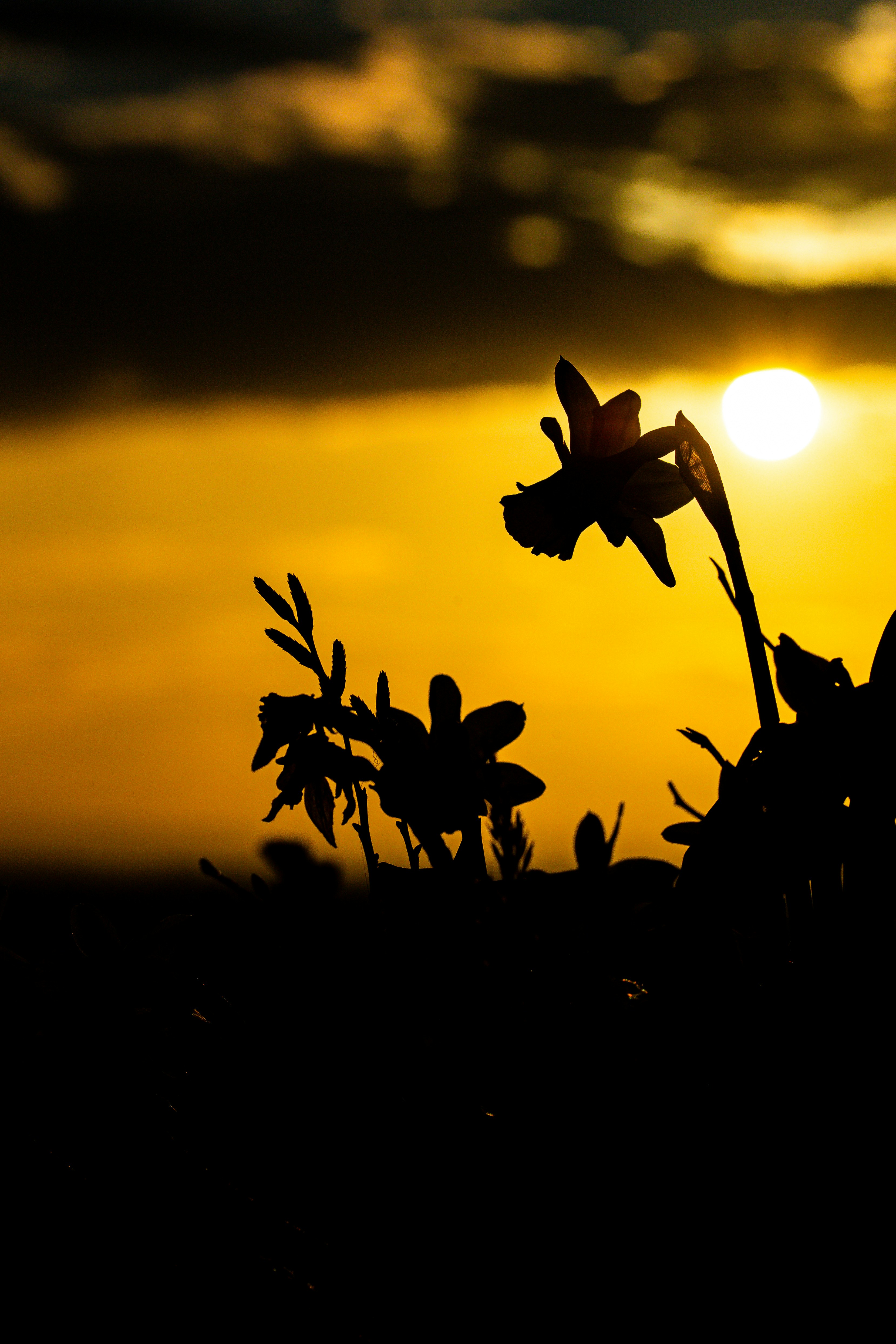 Silhouette in the Sunset: A Delicate Flower Against the Golden Horizon