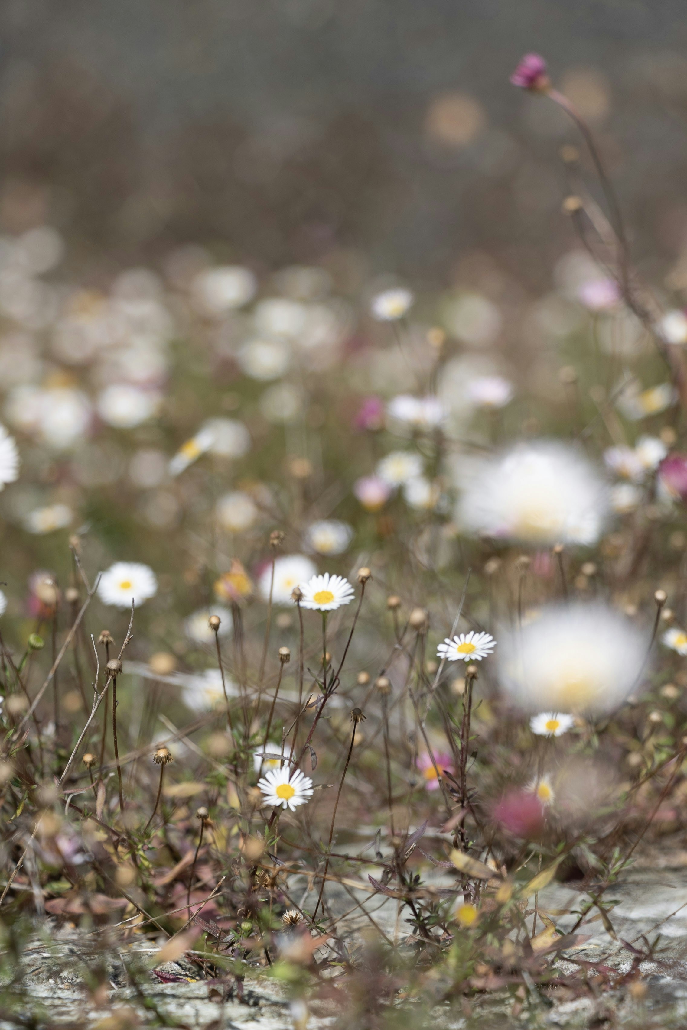 Daisy Field in Gentle Blur: Soft Bokeh over Wildflower Meadow