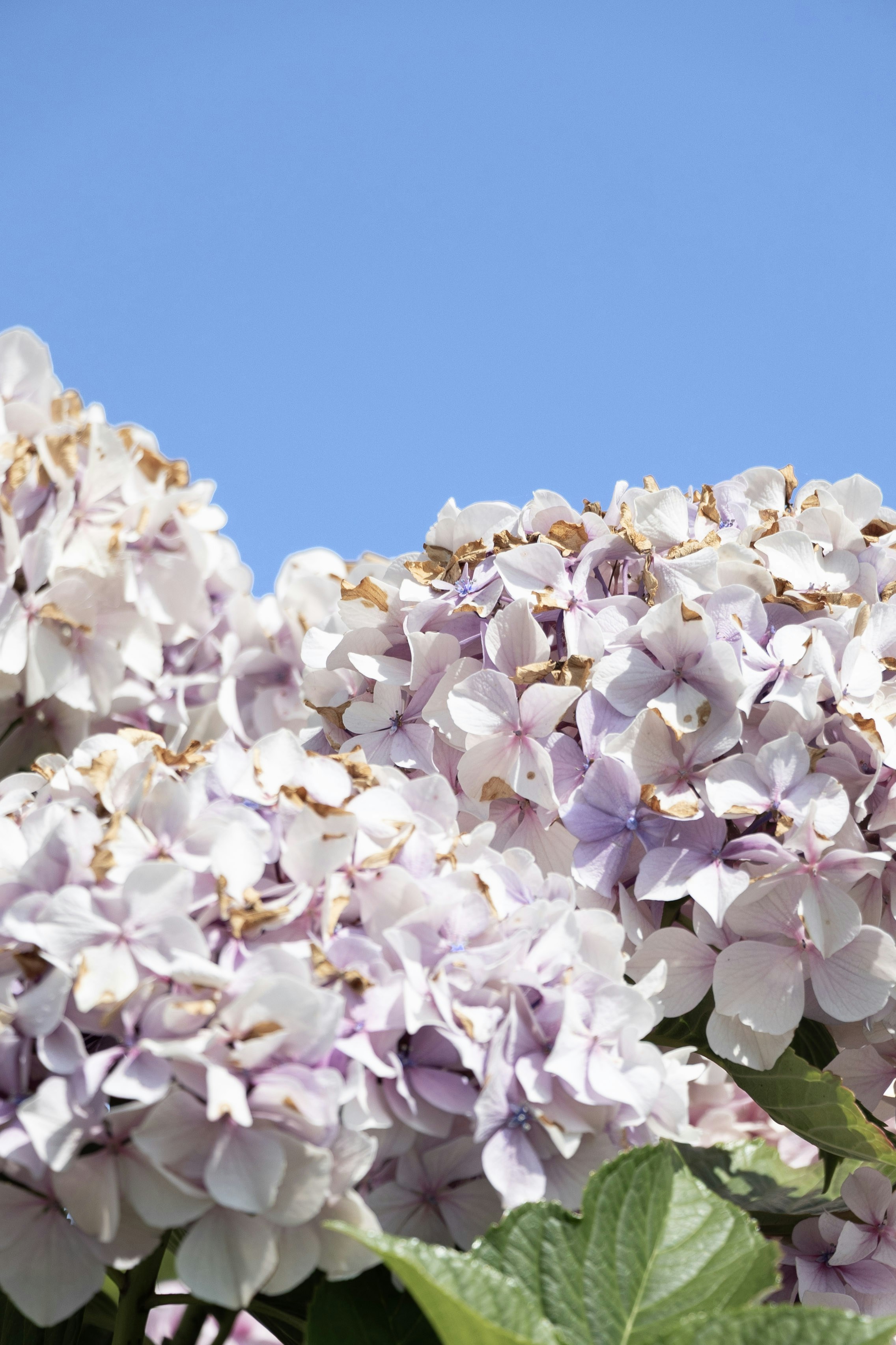 Blooming Lavender Clouds Under a Clear Sky