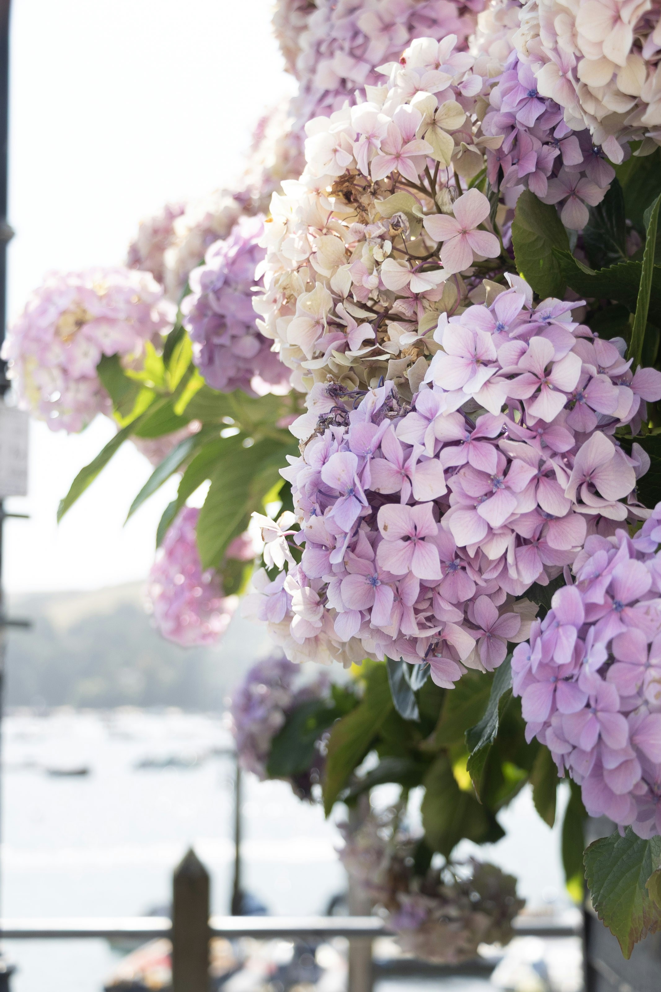 Hydrangea Cascade by the Waterfront