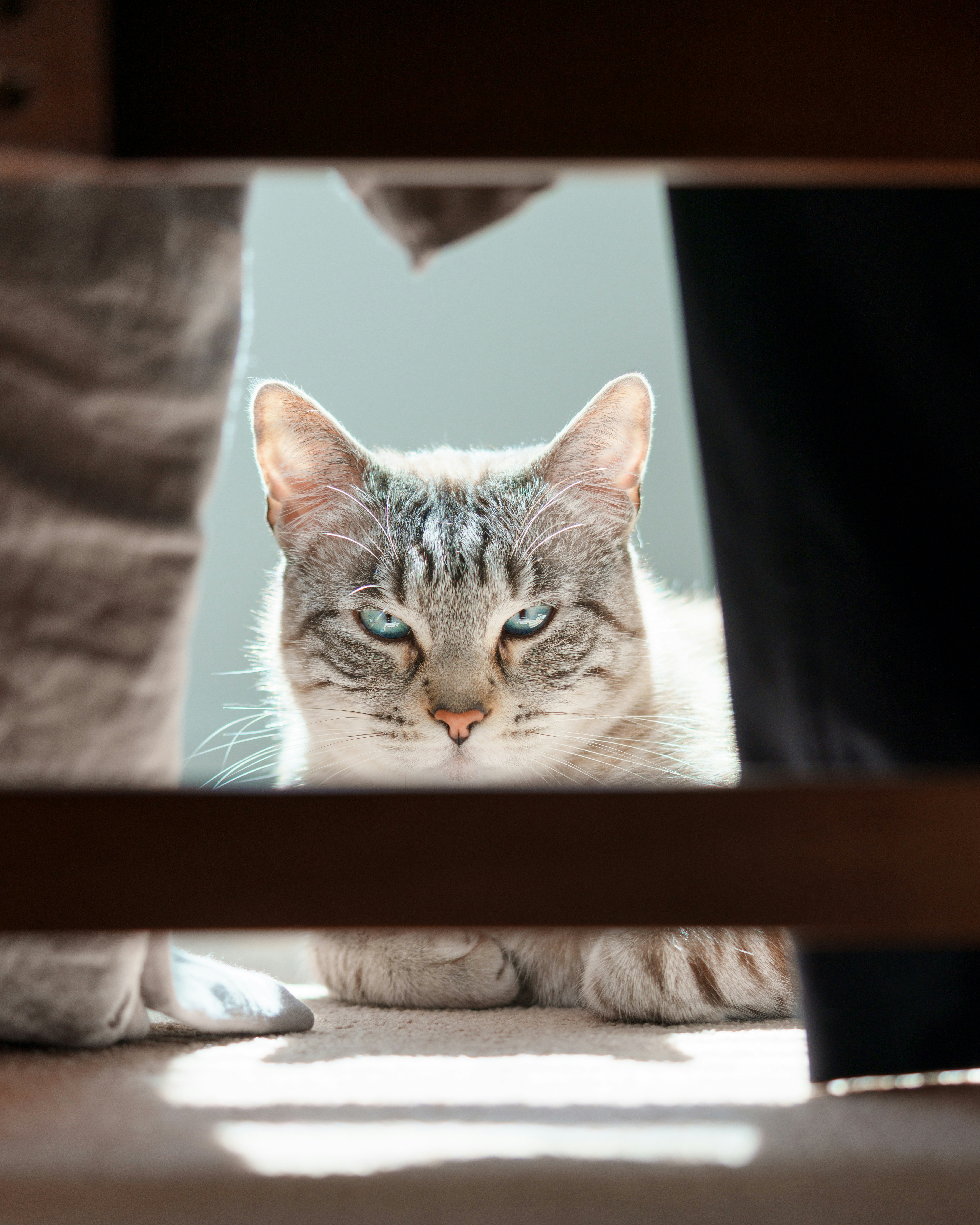 Under The Spotlight: A Cat's Calm Gaze Under Hatchback Light