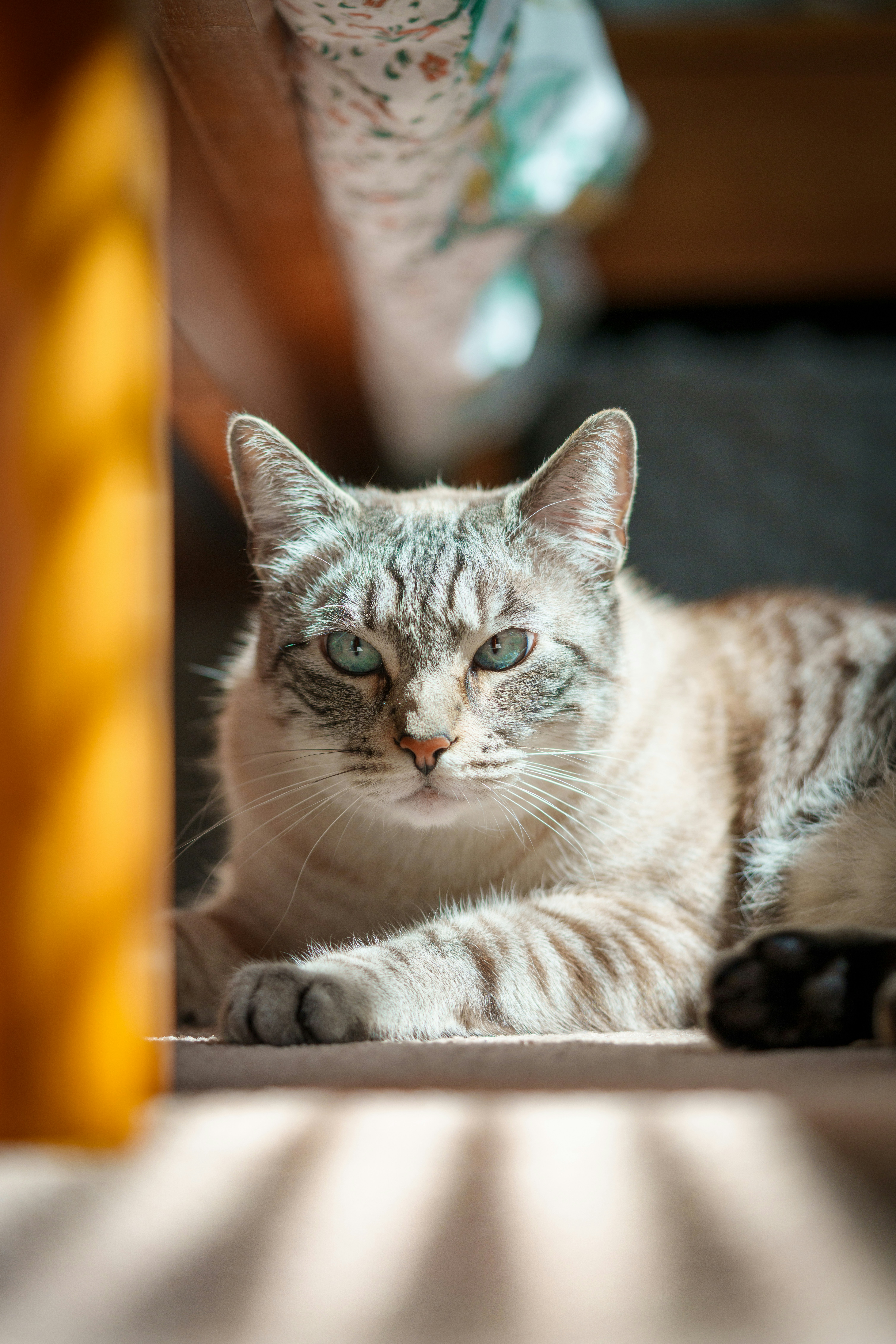 Sunlit Whiskers: A Calm Cat Centered in Quiet Space