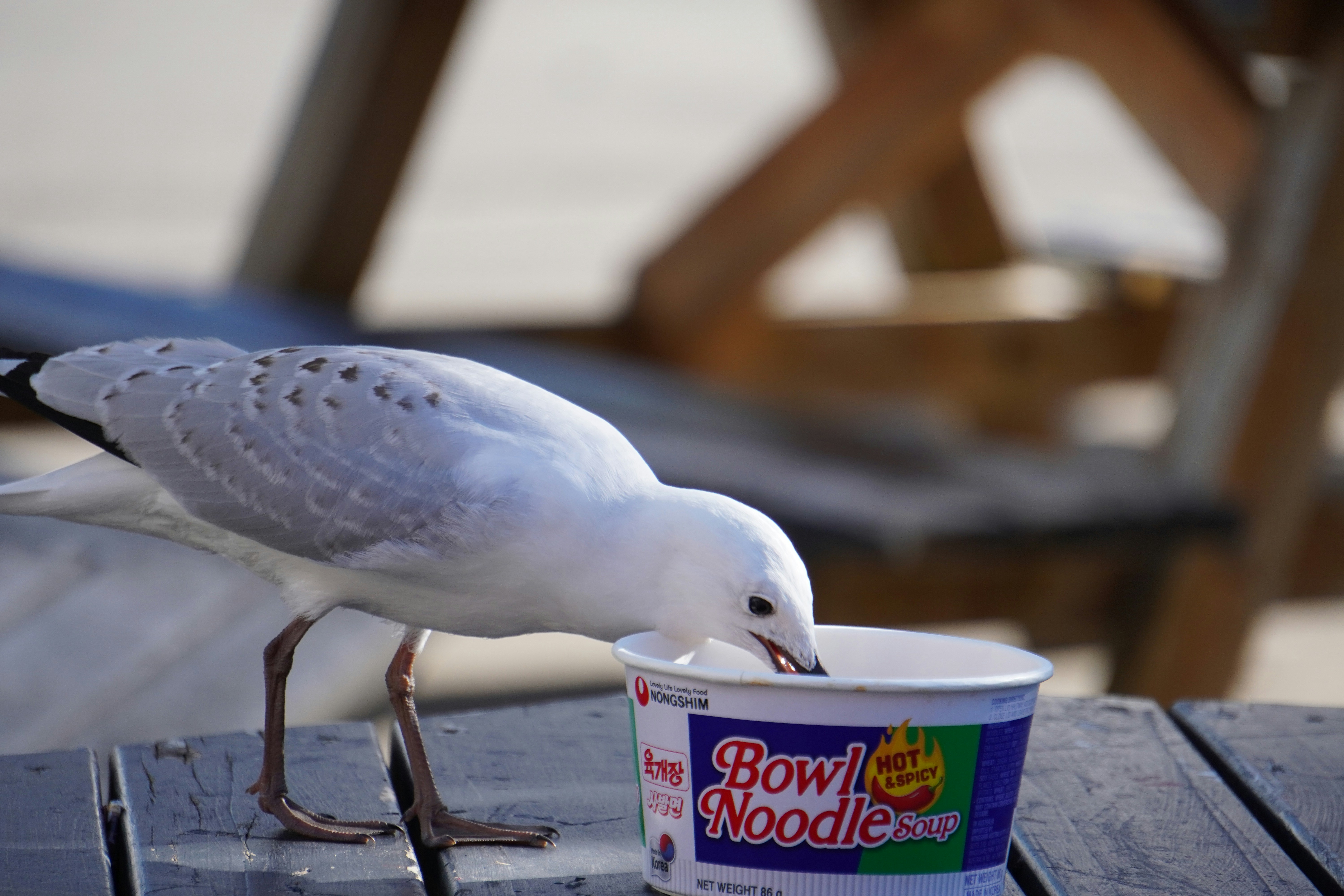 Seagull at the Bowl Noodle Cup: Snack Break on the Dock