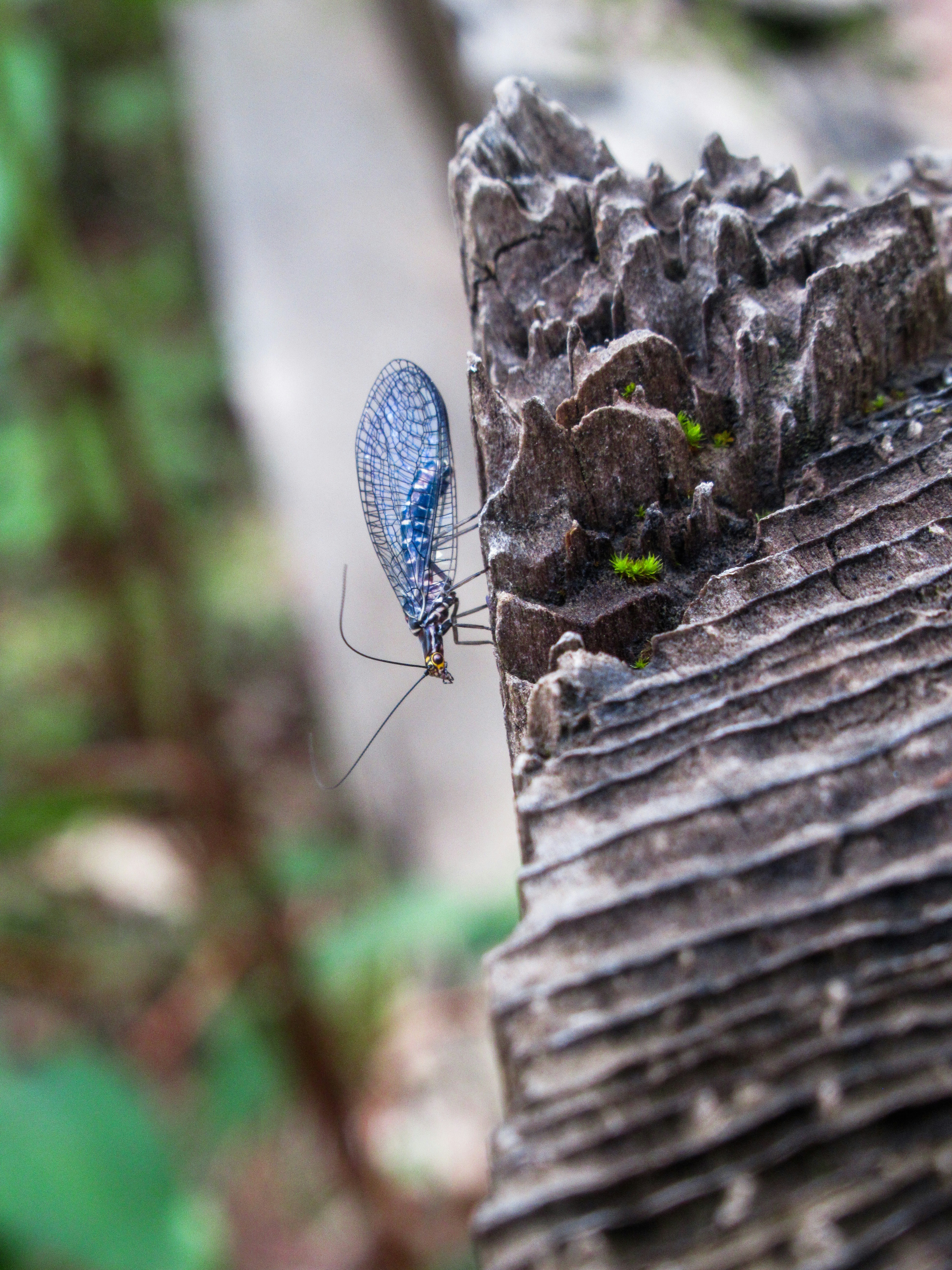 Blue Lacewing Perched on Weathered Wood