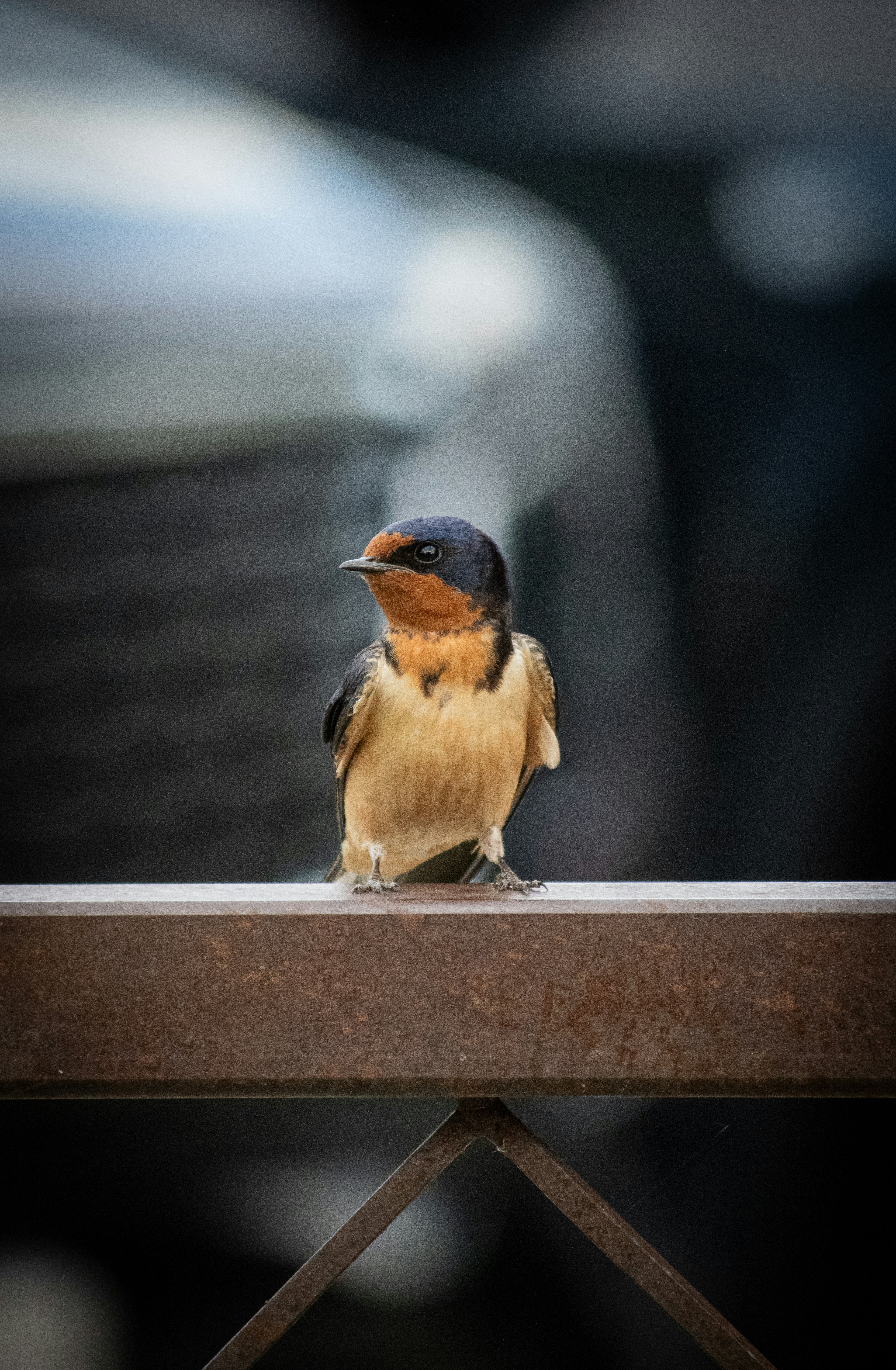 City Robins and Rusted Rails: A Small Portrait on a Metal Ledge