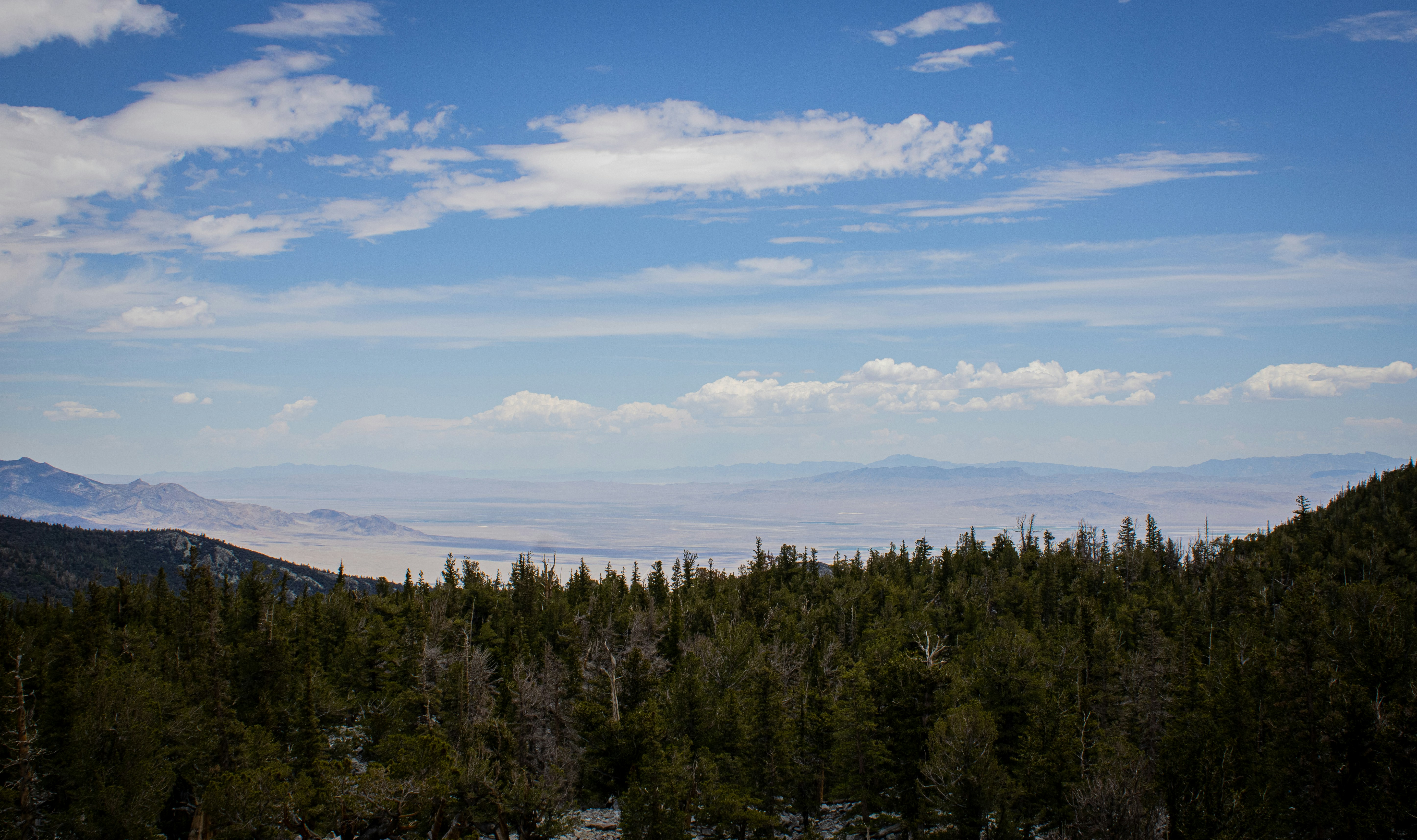Horizon of Pines Under Expansive Skies