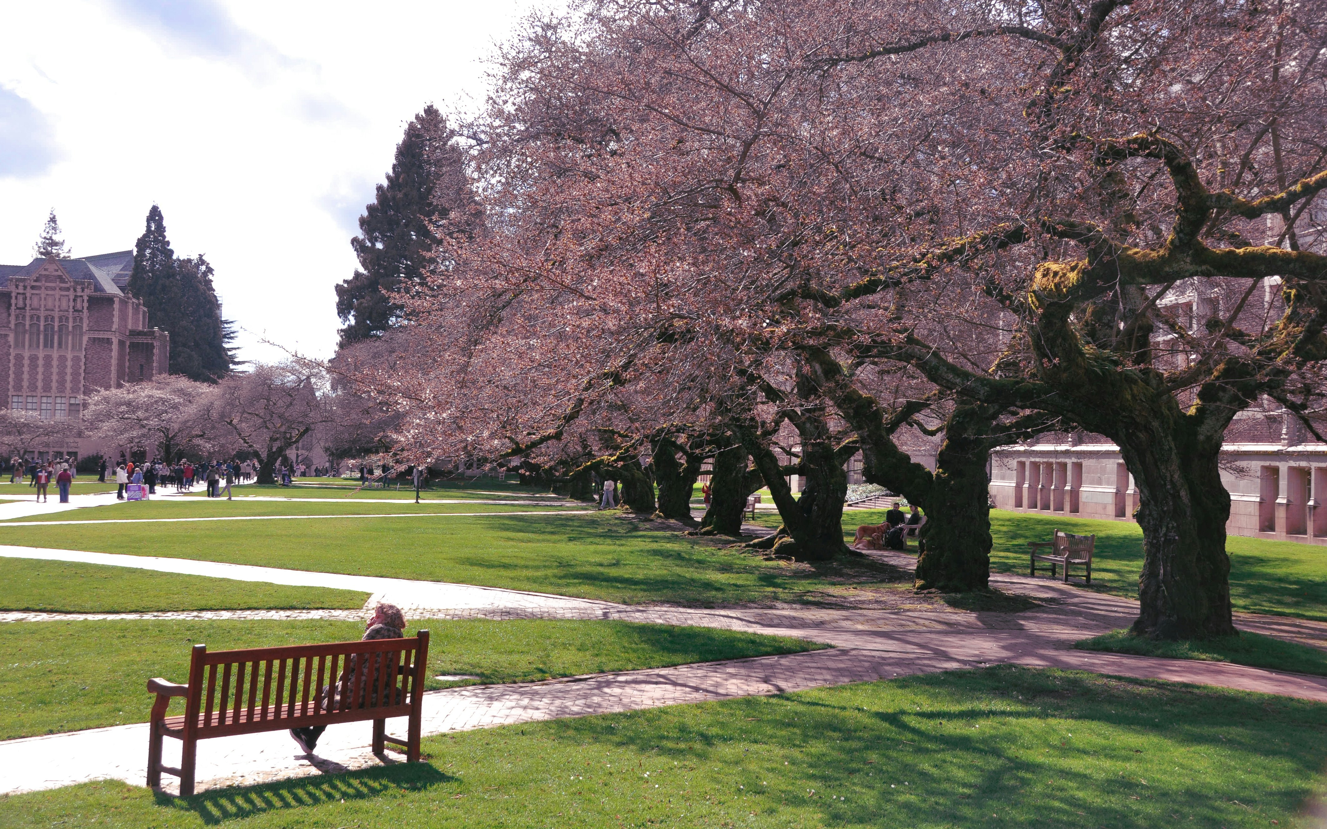 Cherry Blossom Avenue: A Quiet Bench Beneath Spring Canopy