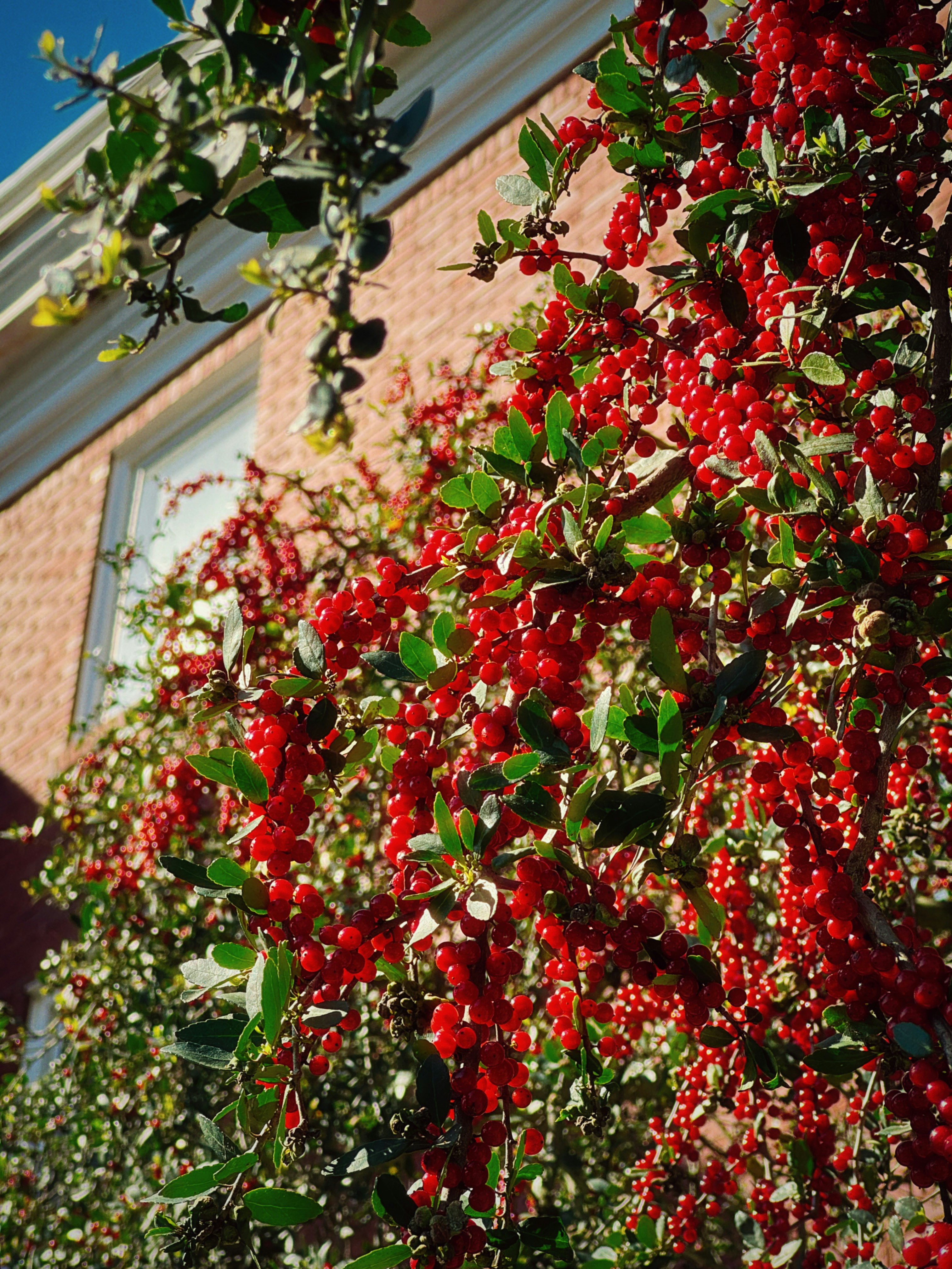 Vibrant Red Berries Cloaking a Housefront