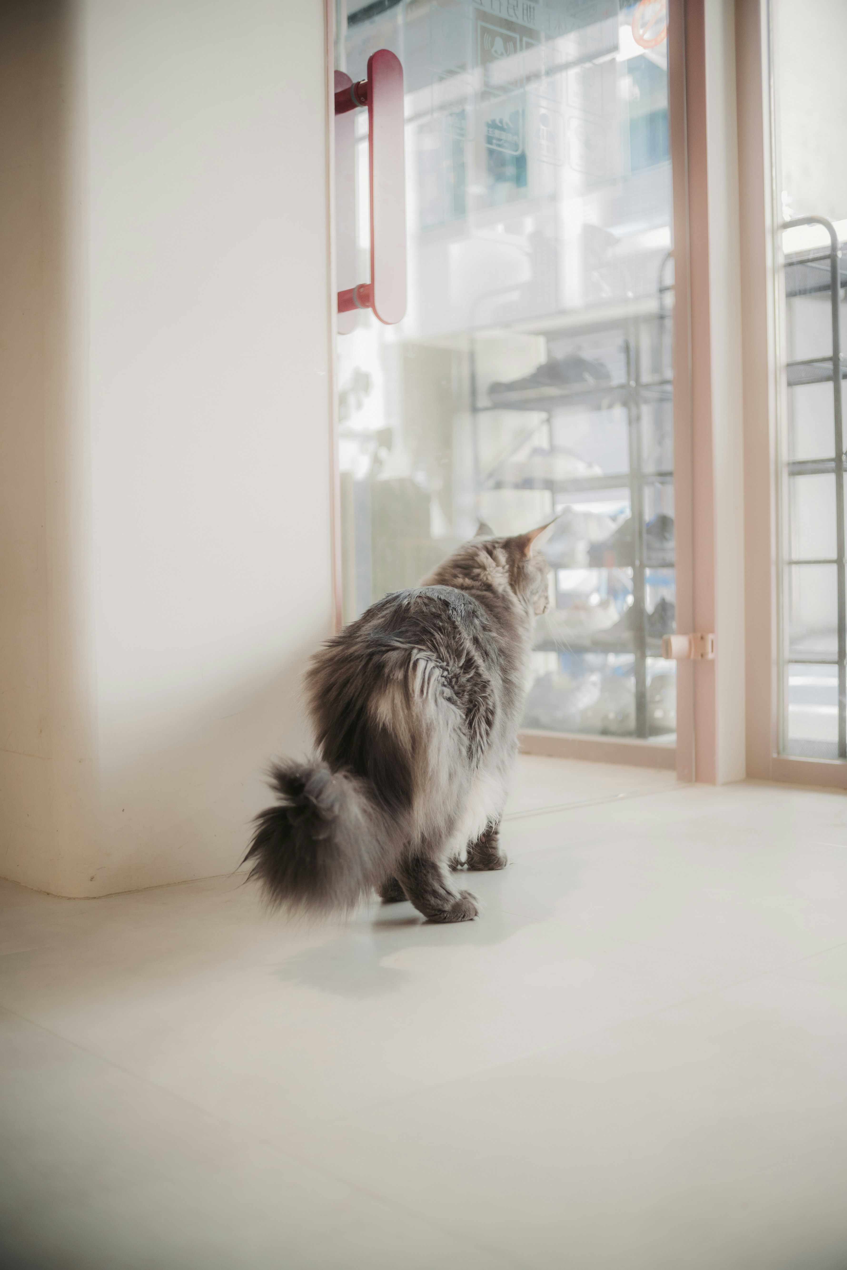 Cat in Quiet Morning Light by Glass Door