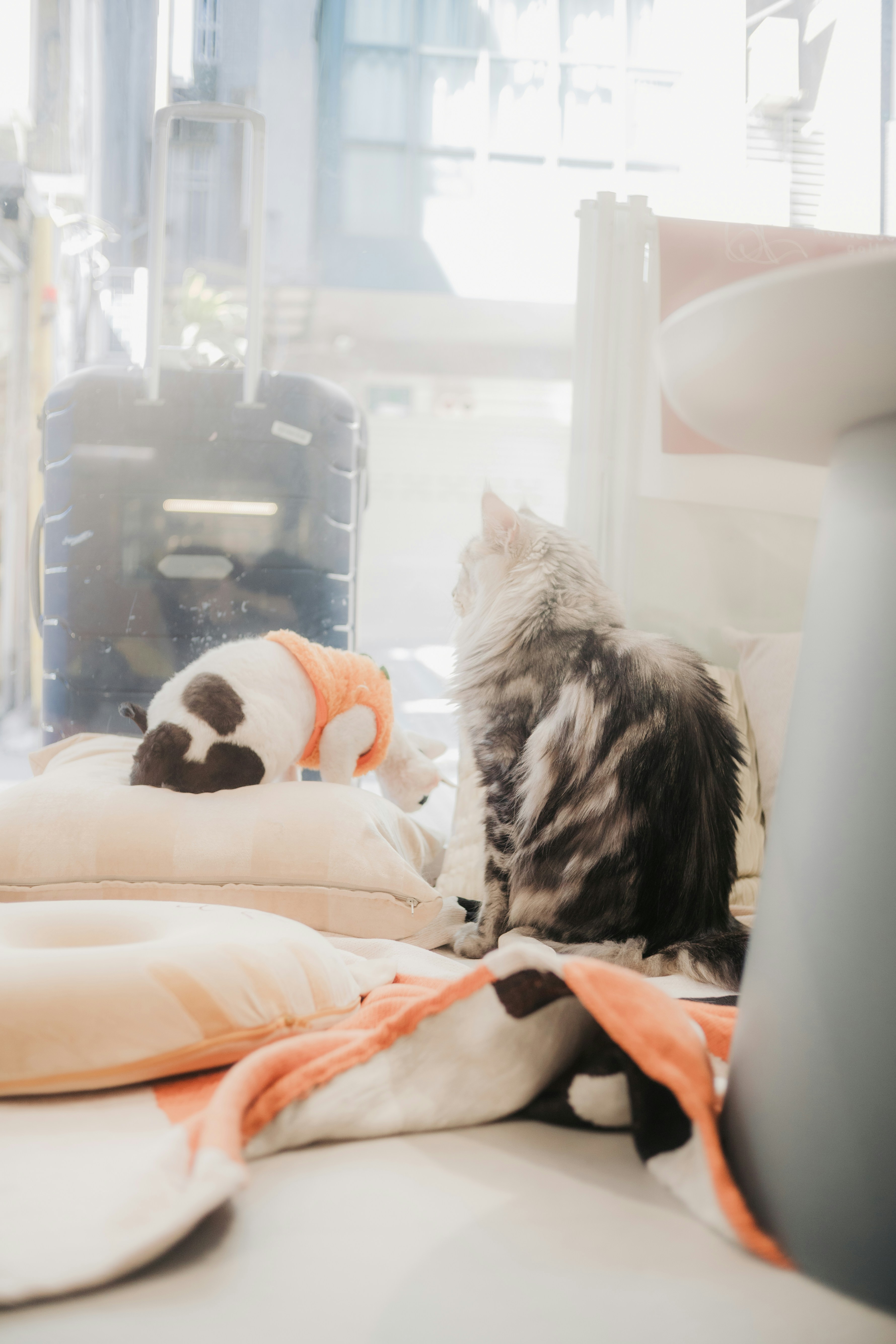 Soft Focus, Keen Gaze: A Cat in the Quiet Hotel Corner