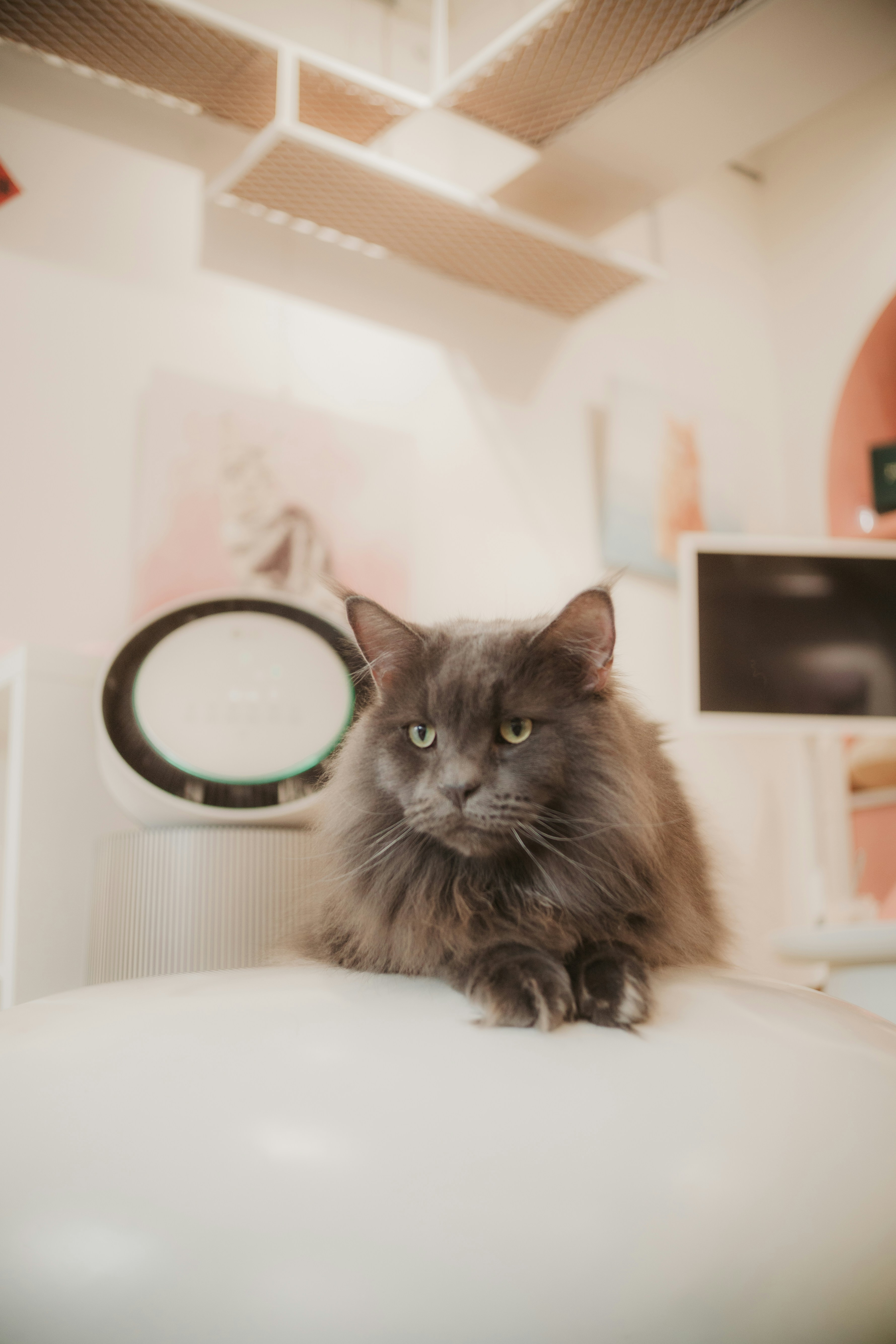 Calm Feline in a Minimal Studio