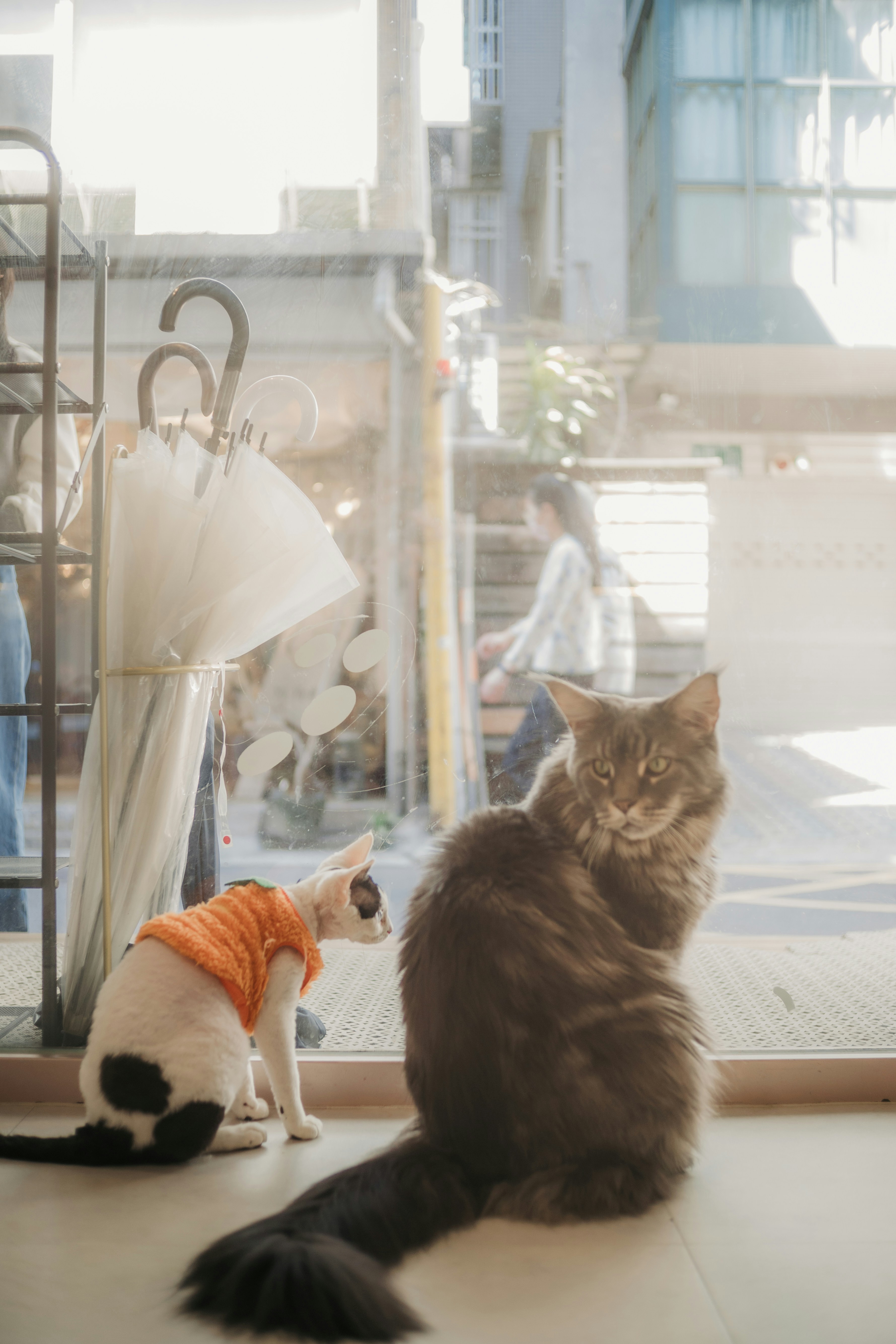 Two Cats in Soft Daylight, A Commuter Window Scene