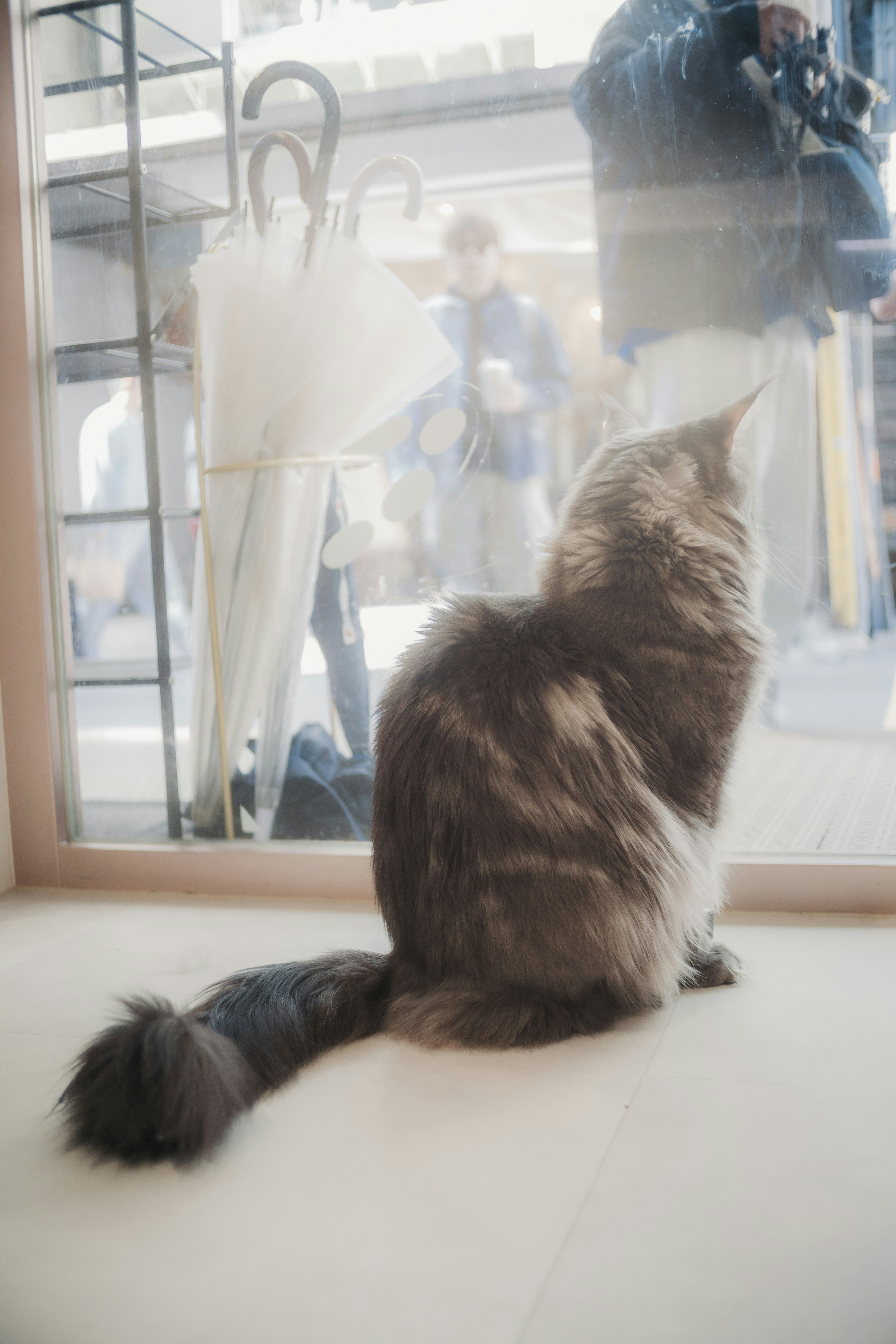 Window Silhouette: A Cat in Quiet Contemplation