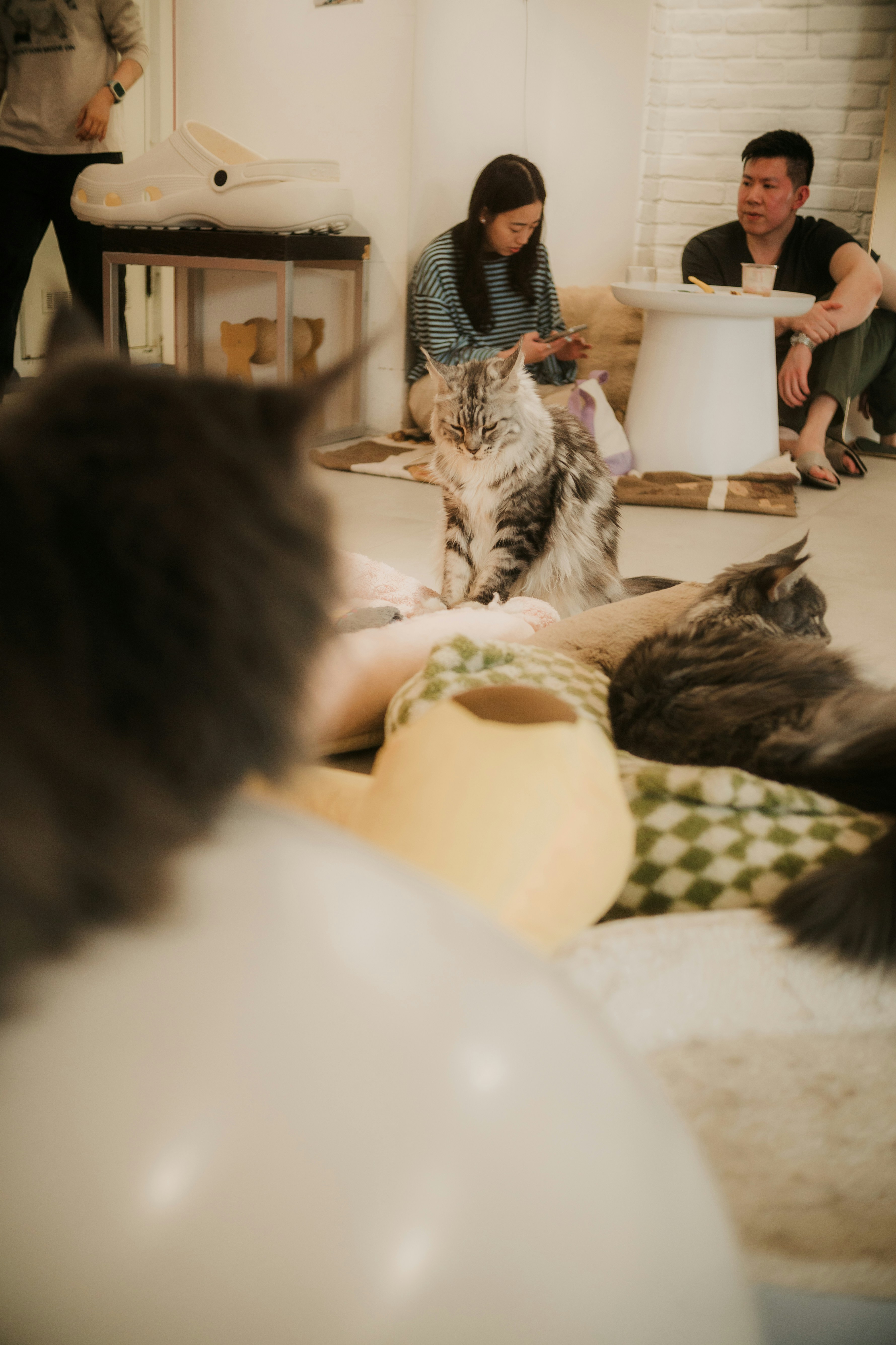 Cat Constellation: a domestic moment around the living-room scene