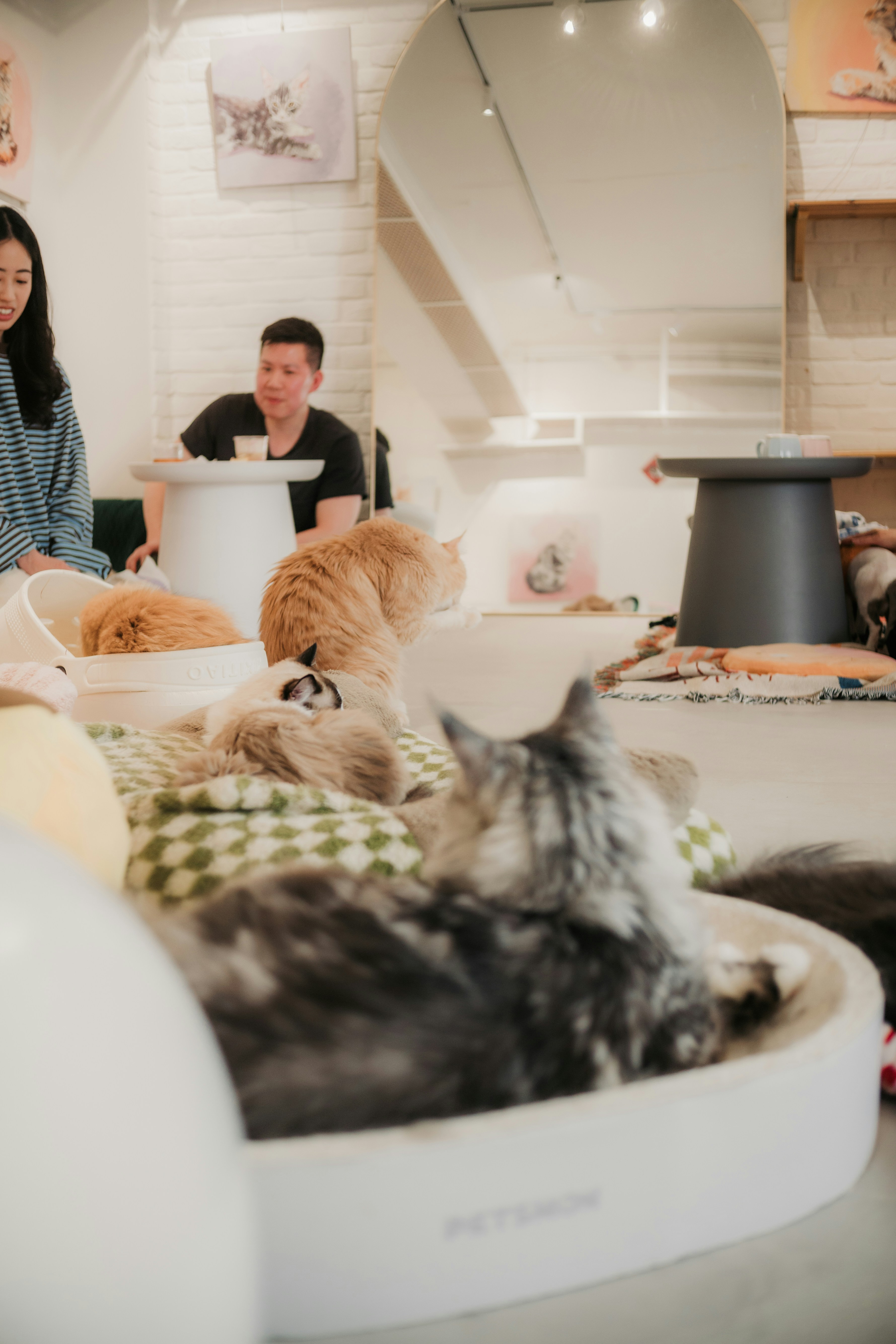 Cat Café Scene: Feline Curiosity Amid Human Camaraderie