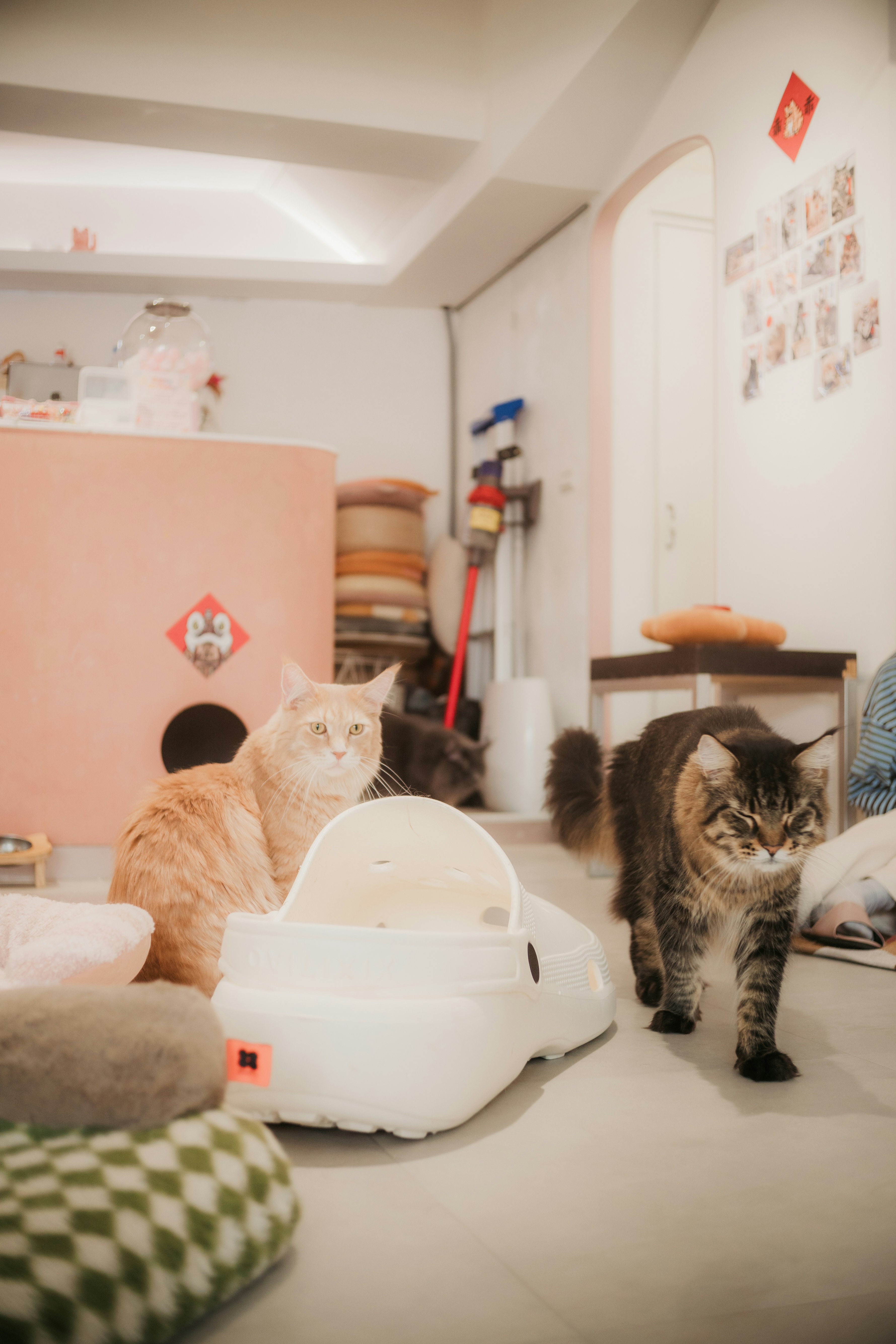 Two Curious Cats in a Cozy Studio with a White Toy Vehicle