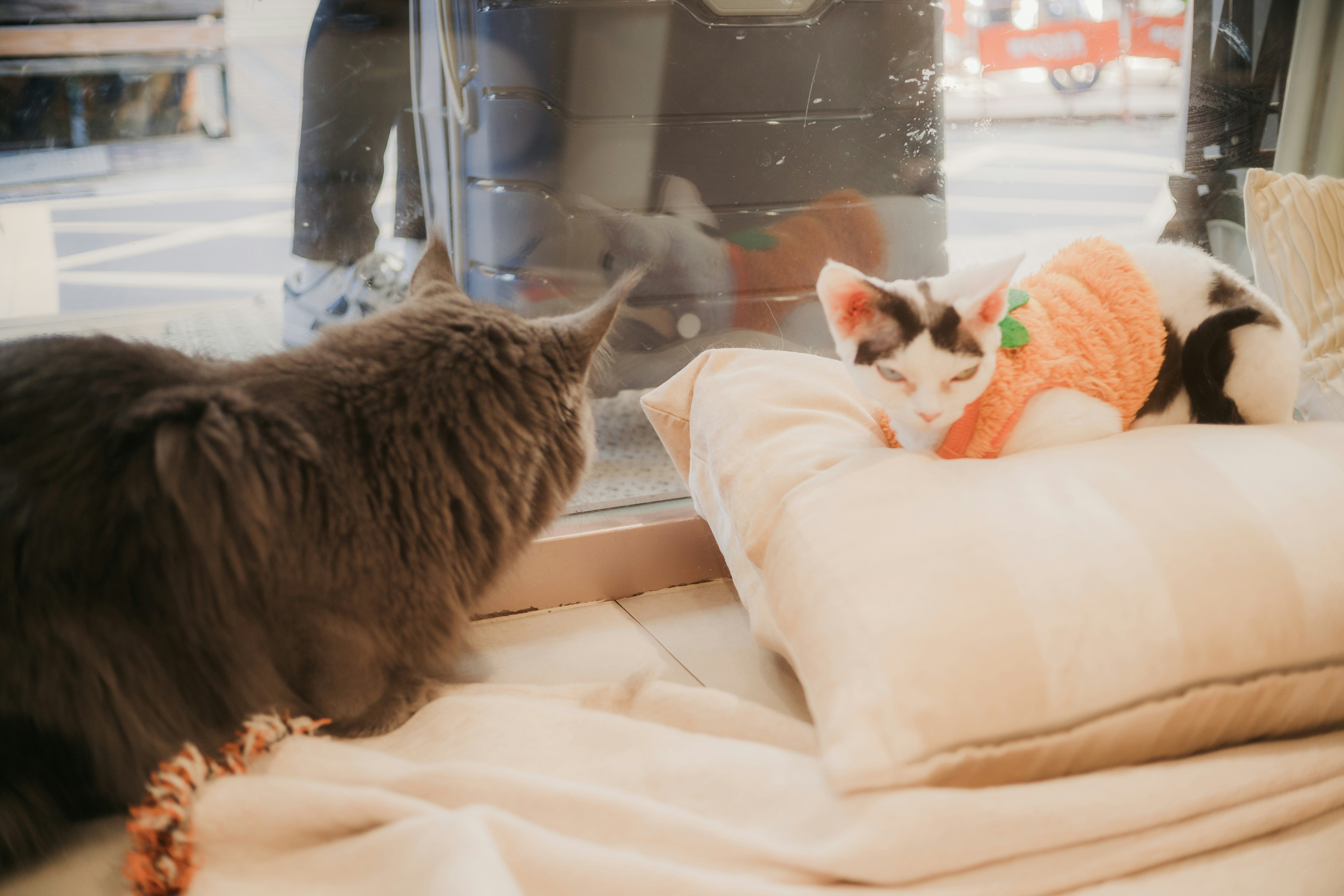 Curious Cat Meets Window-side Visitor in Warm Cushions