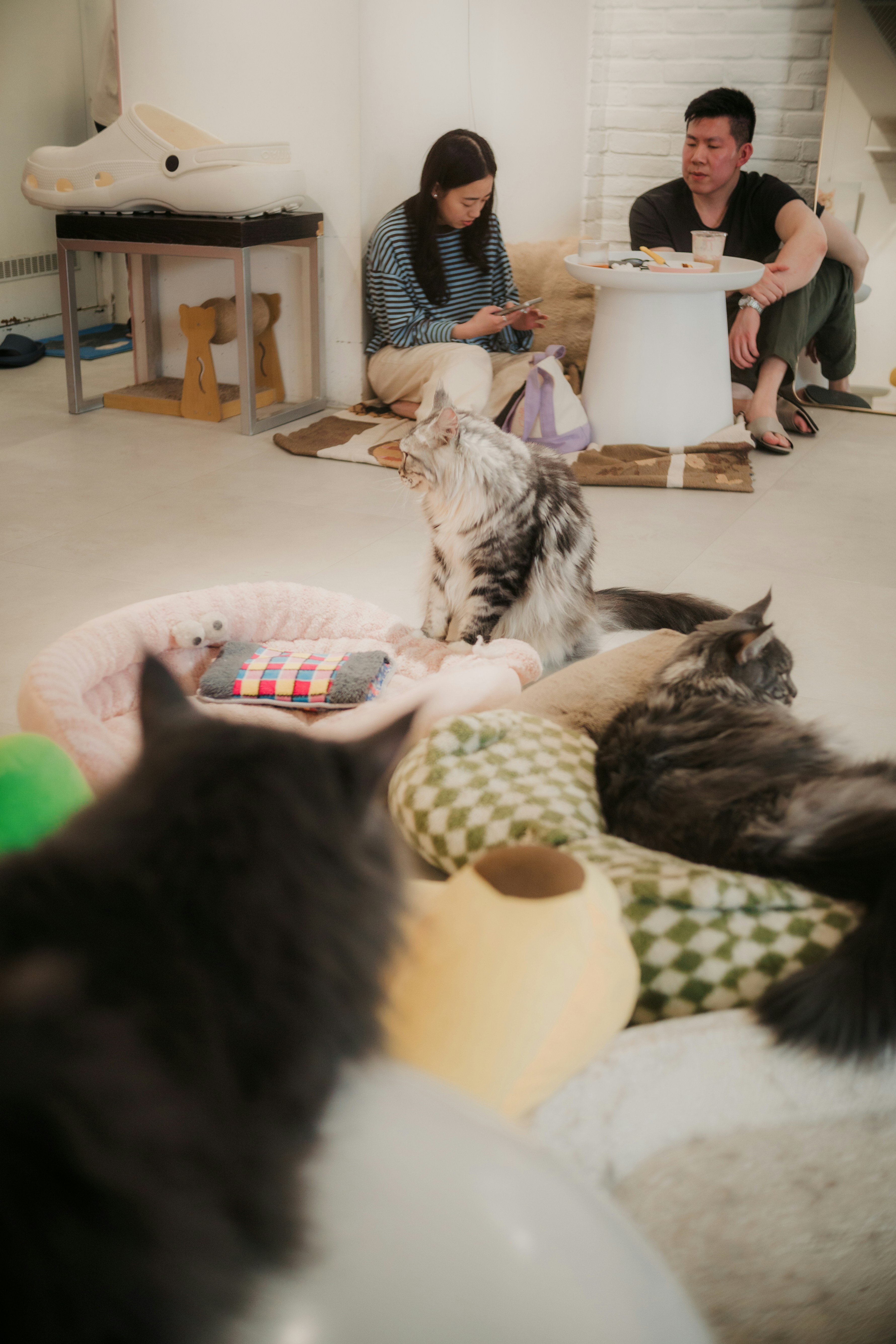A Quiet Domestic Scene with Cats and Visitors in Soft Light