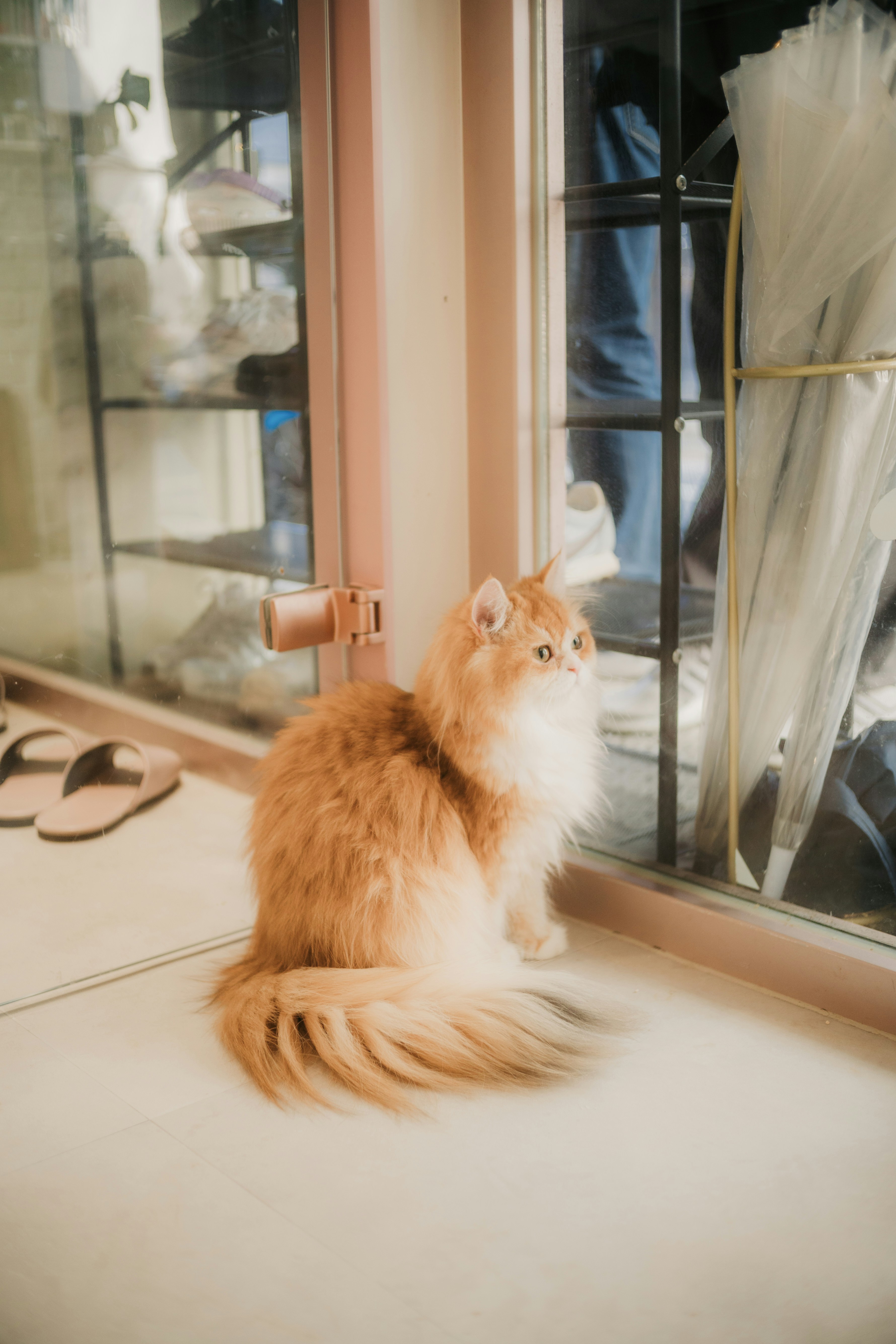 Sunlit Orange Cat by the Window