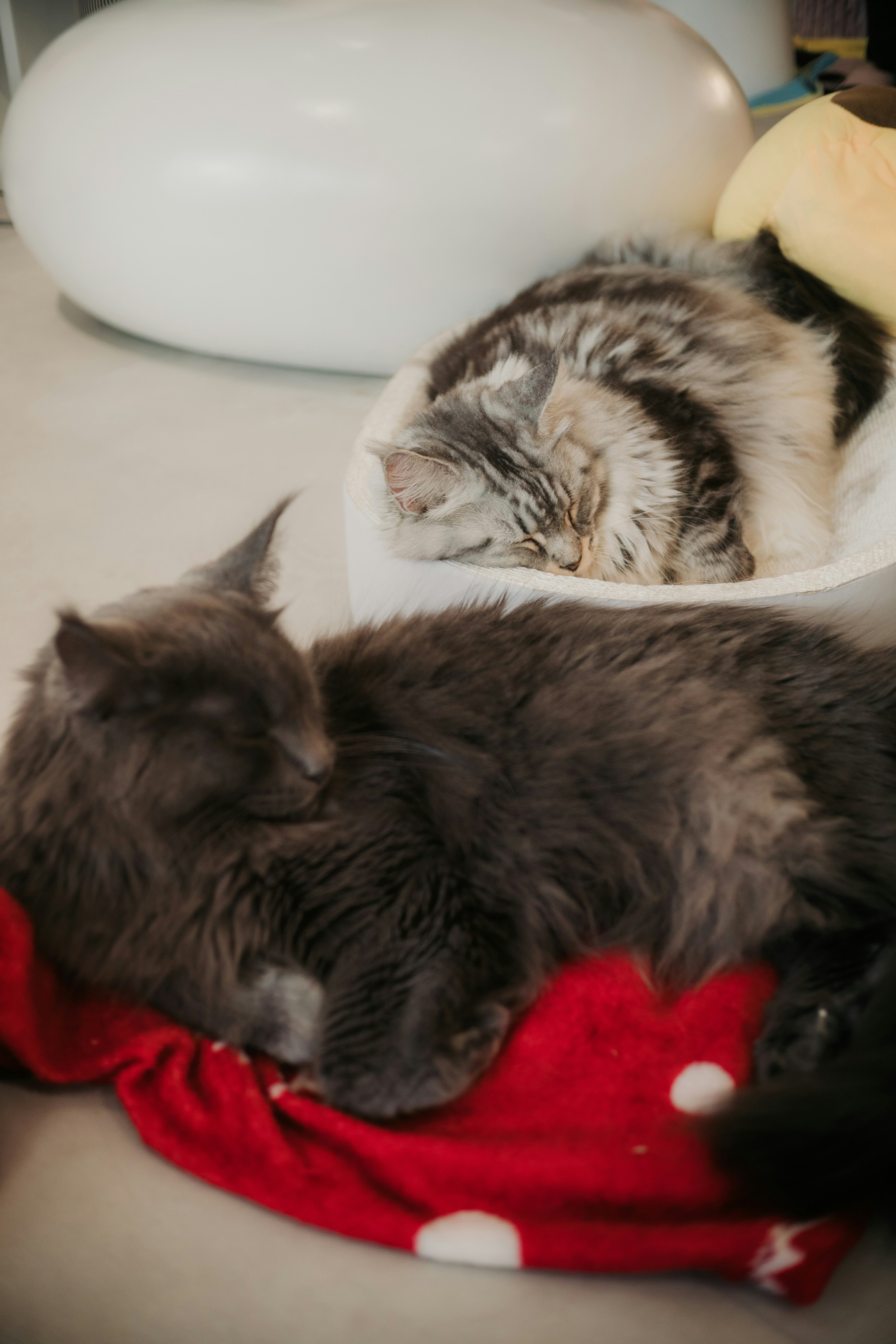 Sleepy Companions on a Cozy Red Blanket