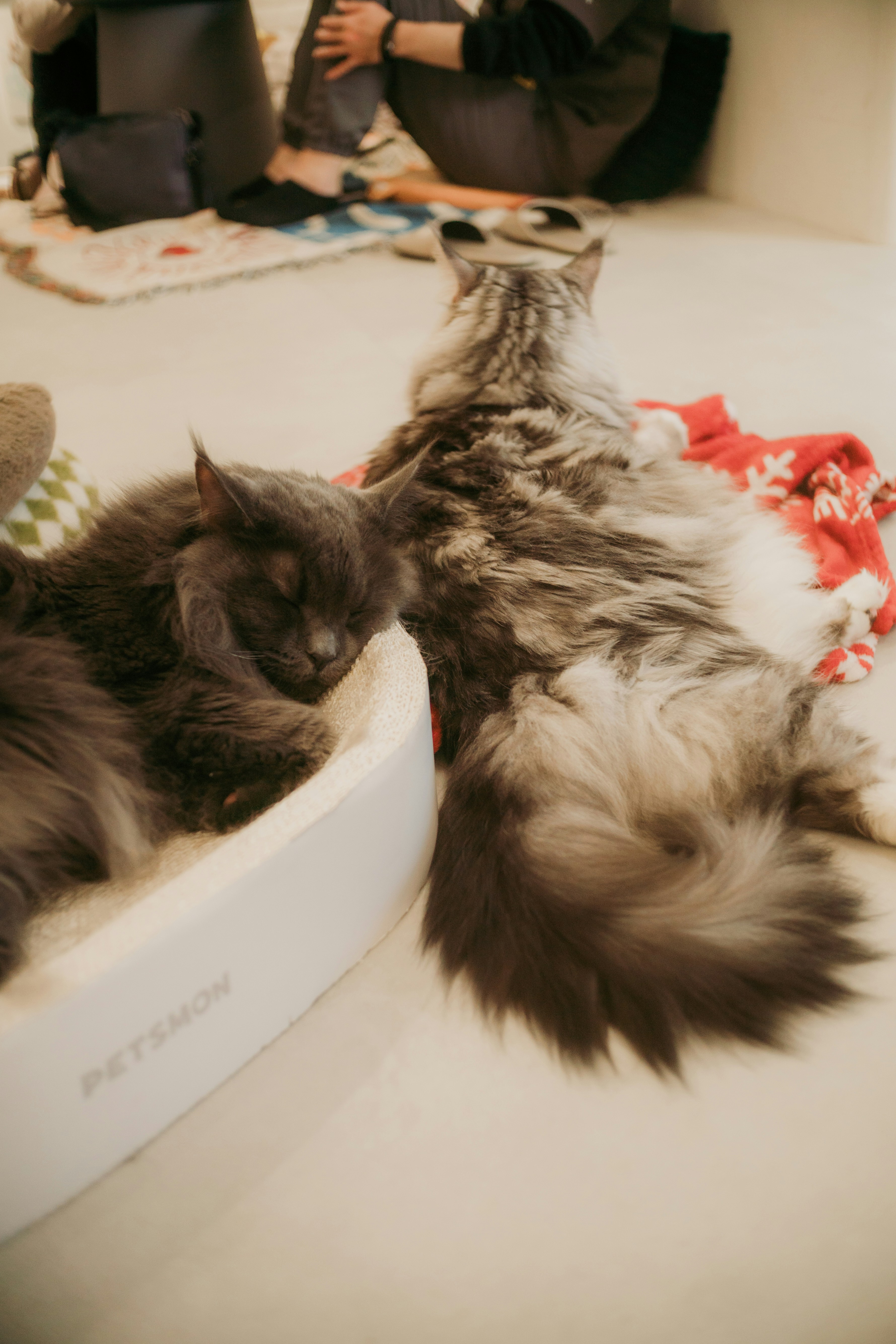 Sunlit Cuddle: Two Cats Napping in a Cozy Indoor Scene