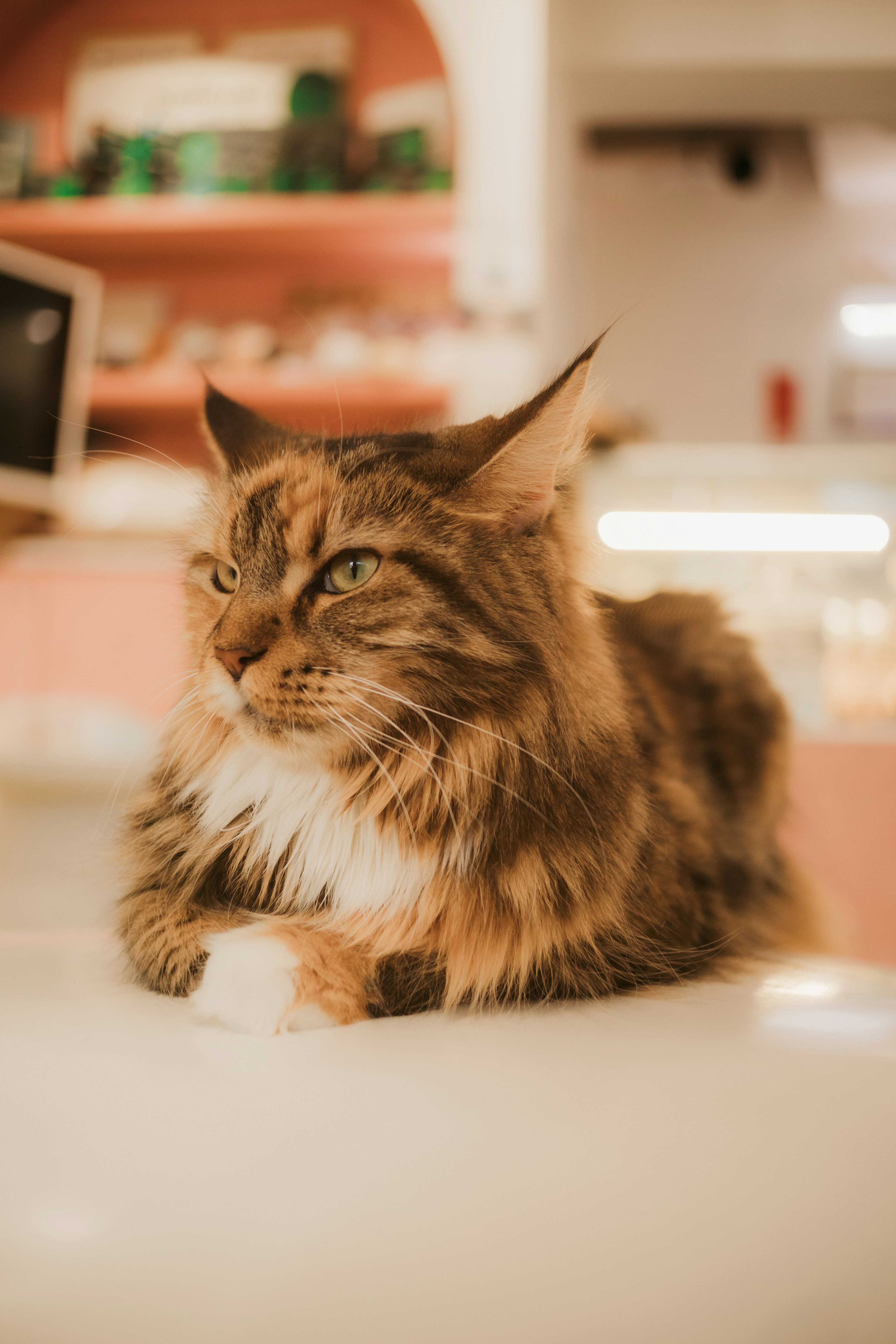 Calico Majesty: A Cat Resting Under Soft Kitchen Lights