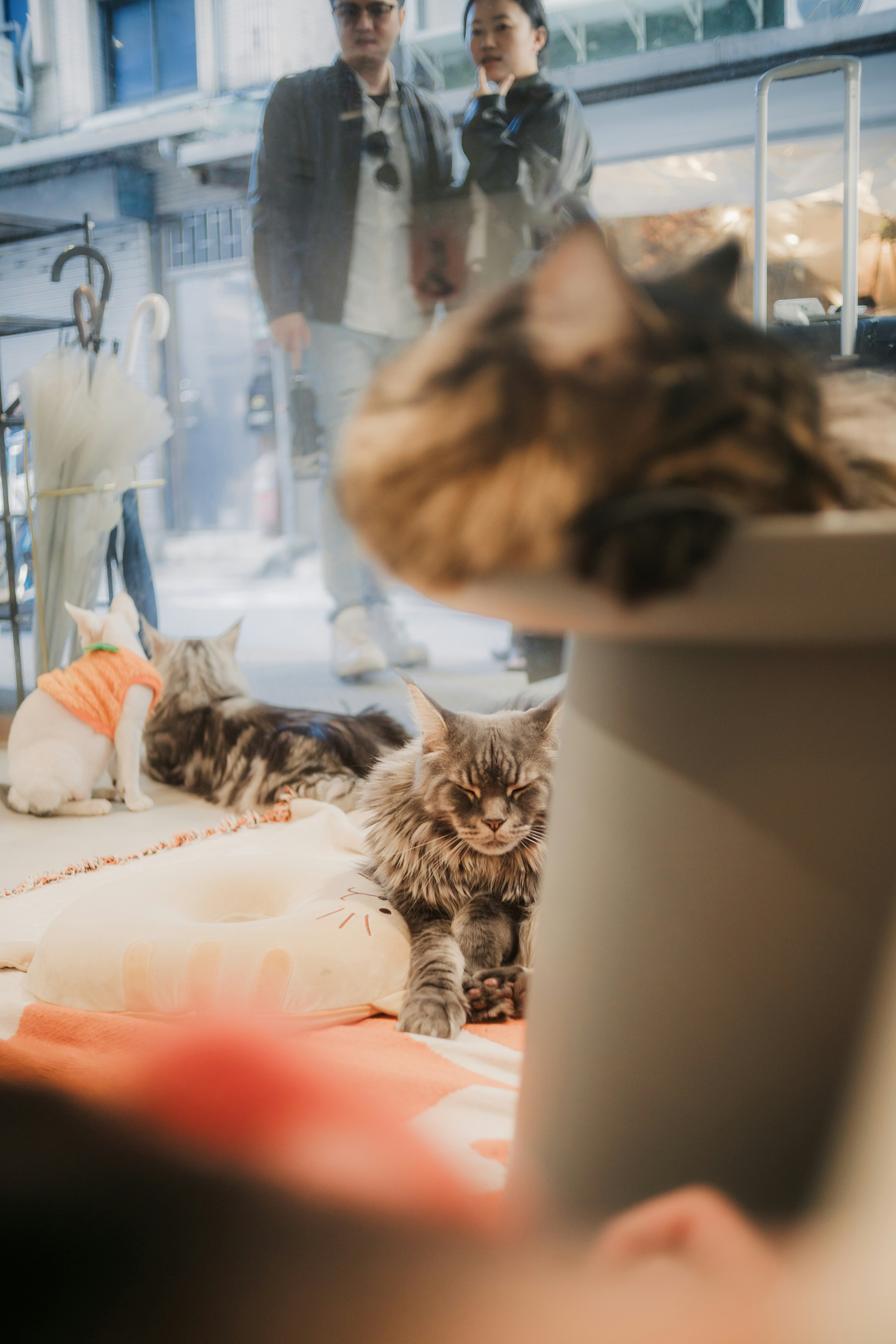 Cats on Display: Cozy Shopfront Scene with Curious Feline Gaze
