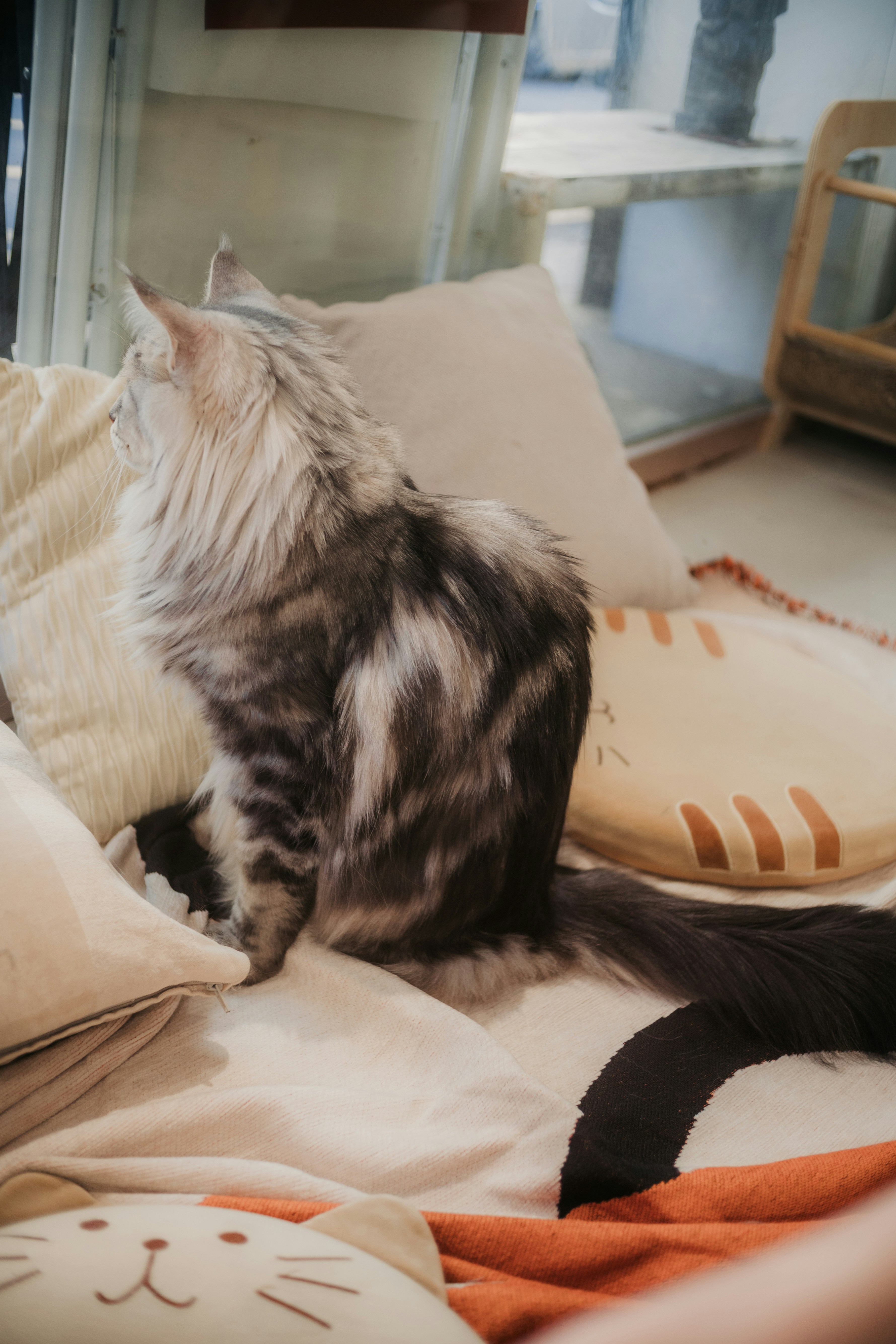 Quiet Watcher by the Window