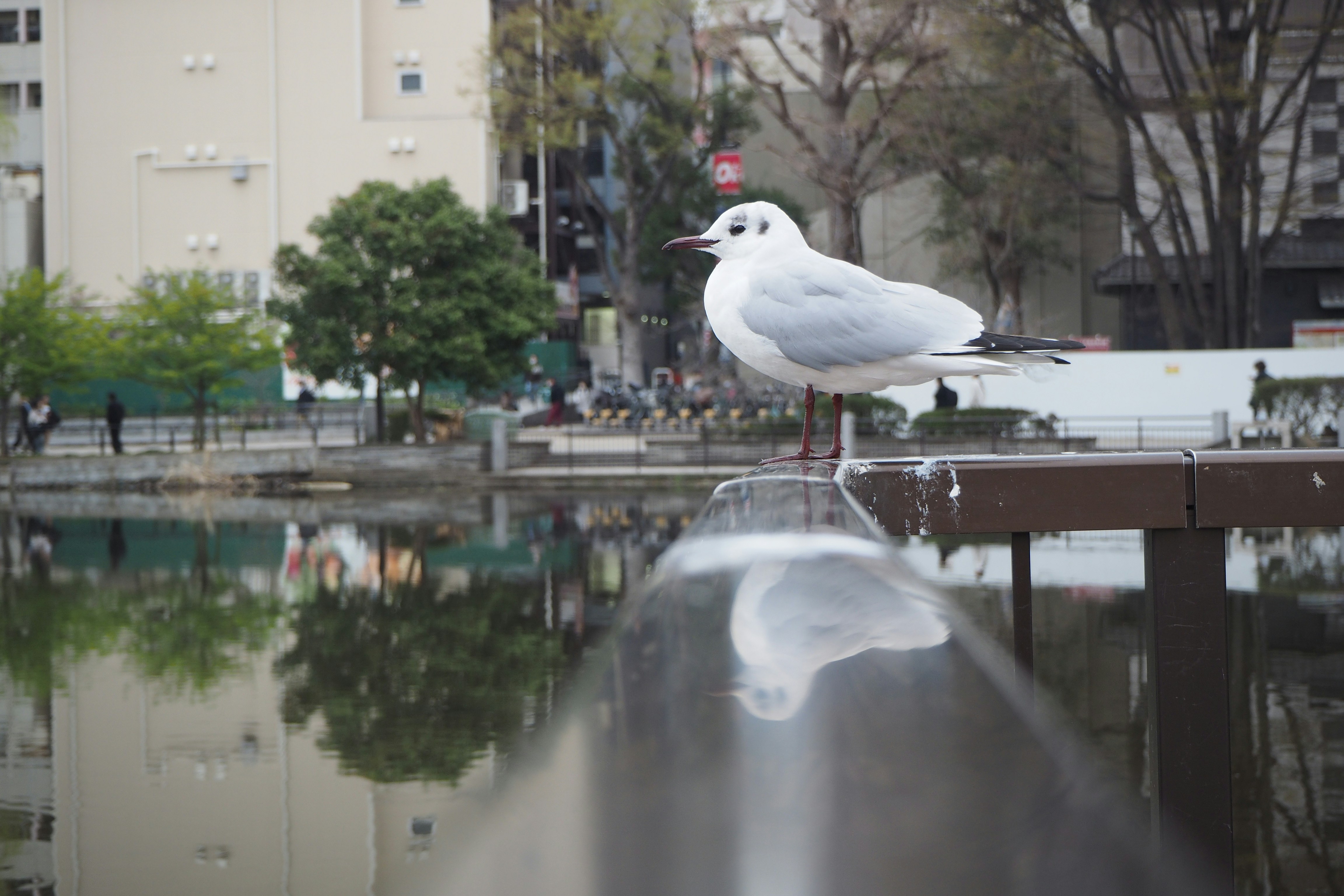 Alone on the Rail: A Seagull’s Quiet Perch by the City Canal
